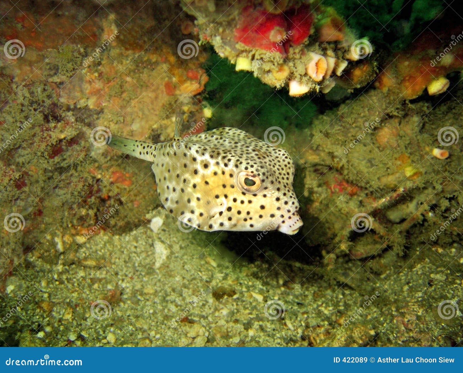 Boxfish stock image. Image of spots, cute, small, underwater - 422089
