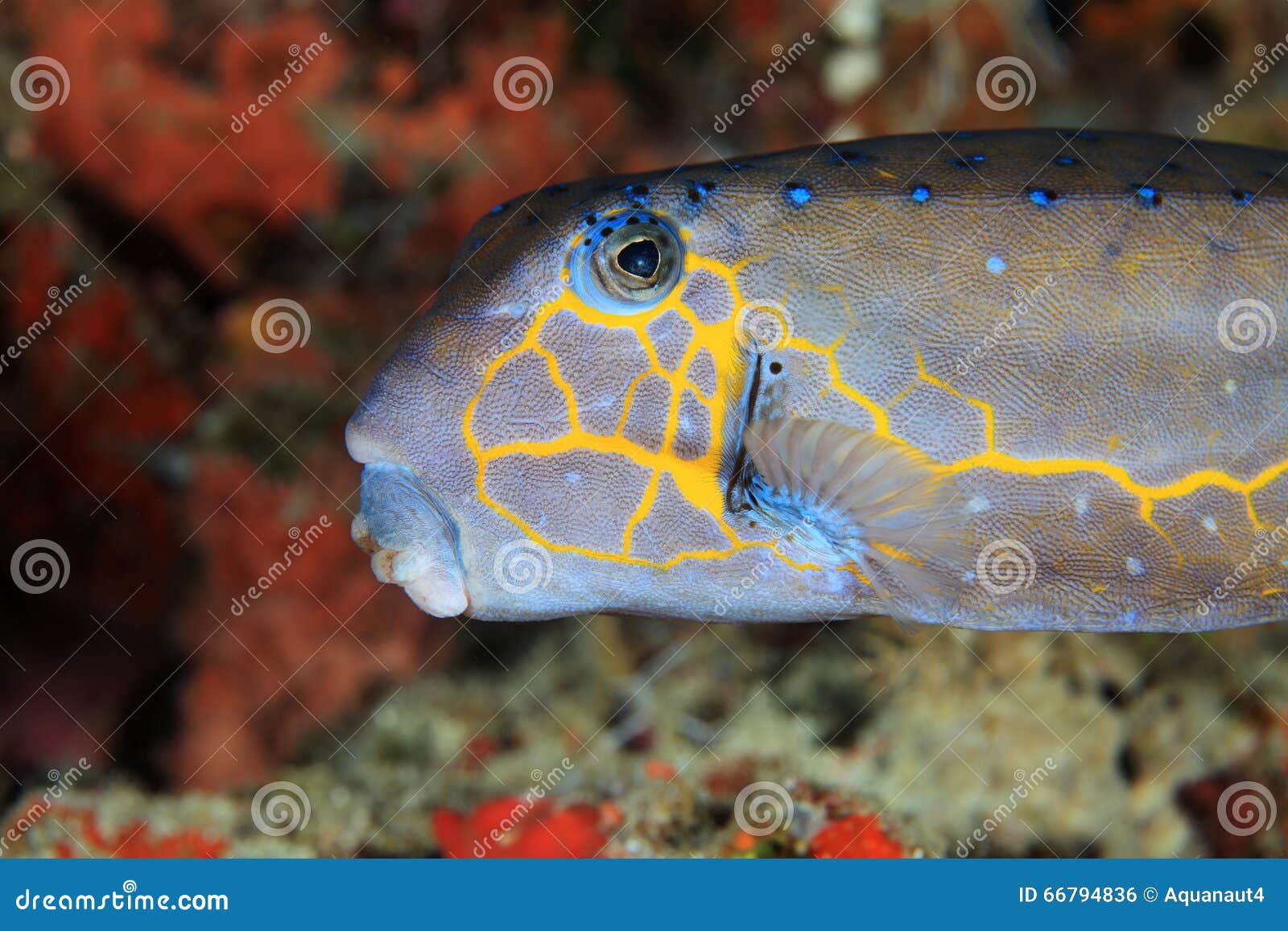 Boxfish amarillo foto de archivo. Imagen de peligroso - 66794836
