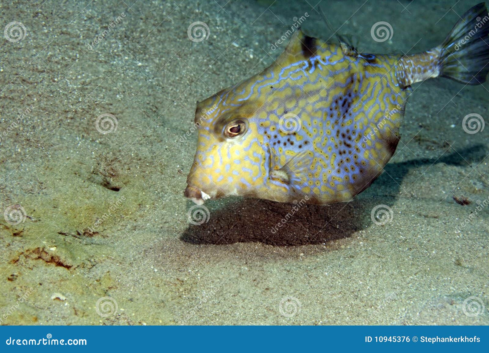 Boxfish di Thornback fotografia stock. Immagine di immersione - 10945376