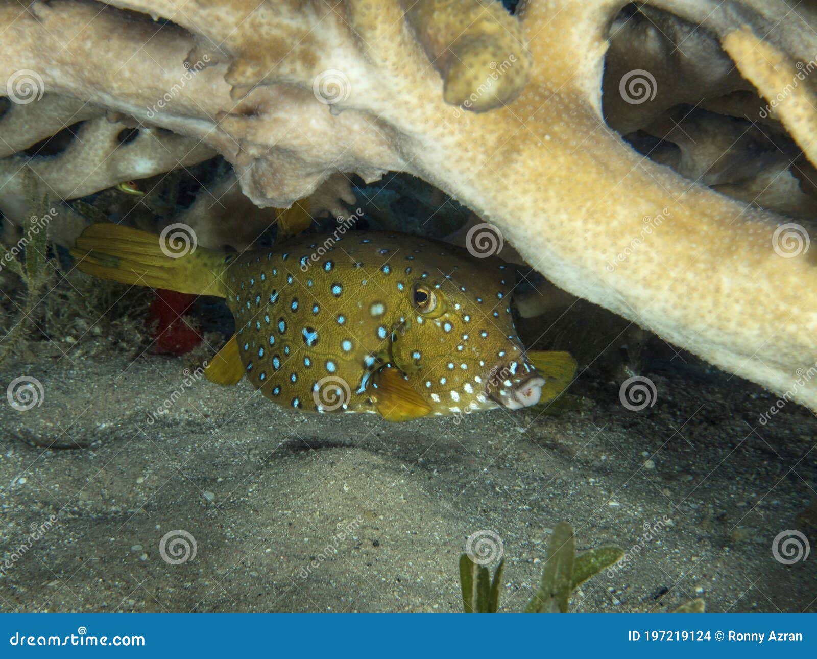Boxfish , emale , red sea stock photo. Image of sealife - 197219124