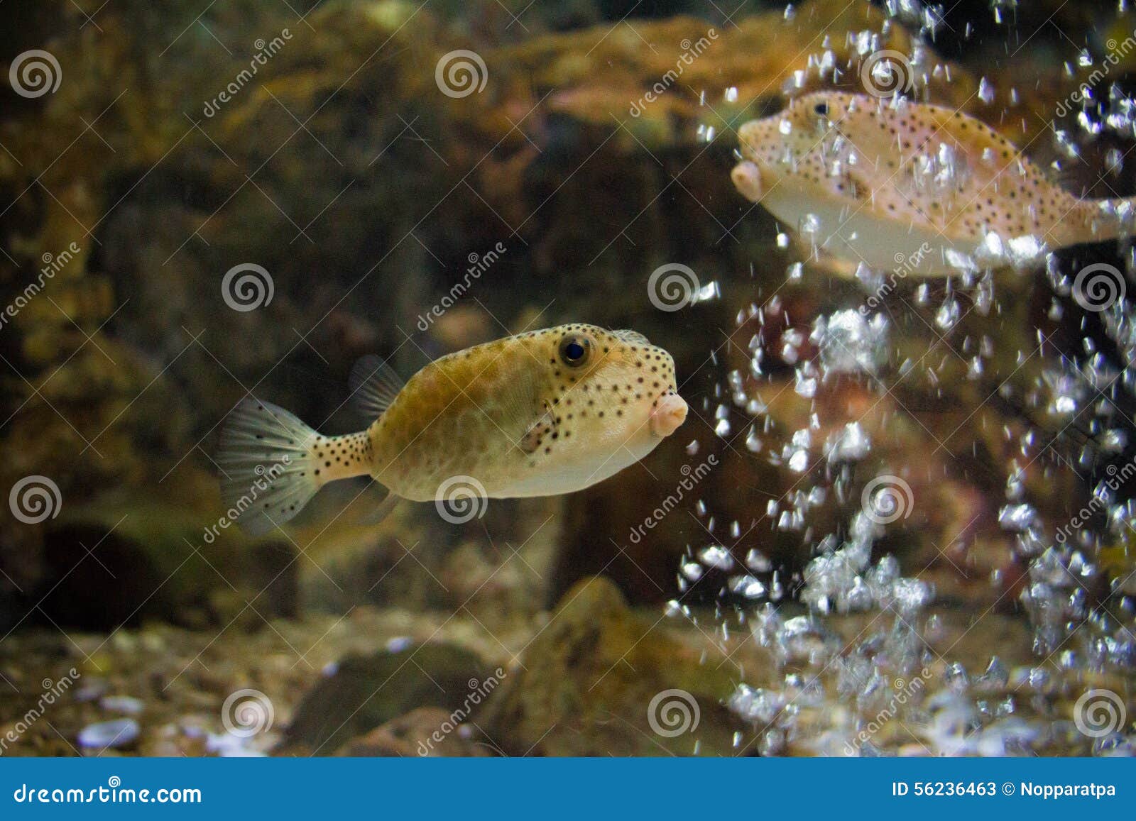 Boxfish stock image. Image of fauna, organism, cofferfish - 56236463