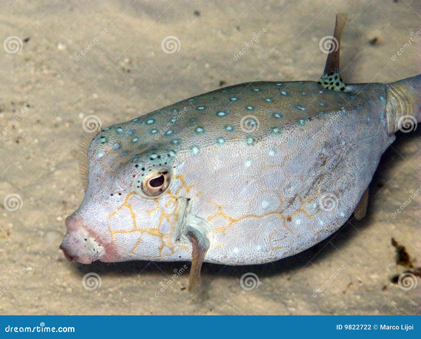 Boxfish macro stock photo. Image of underwater, fish, scuba - 9822722