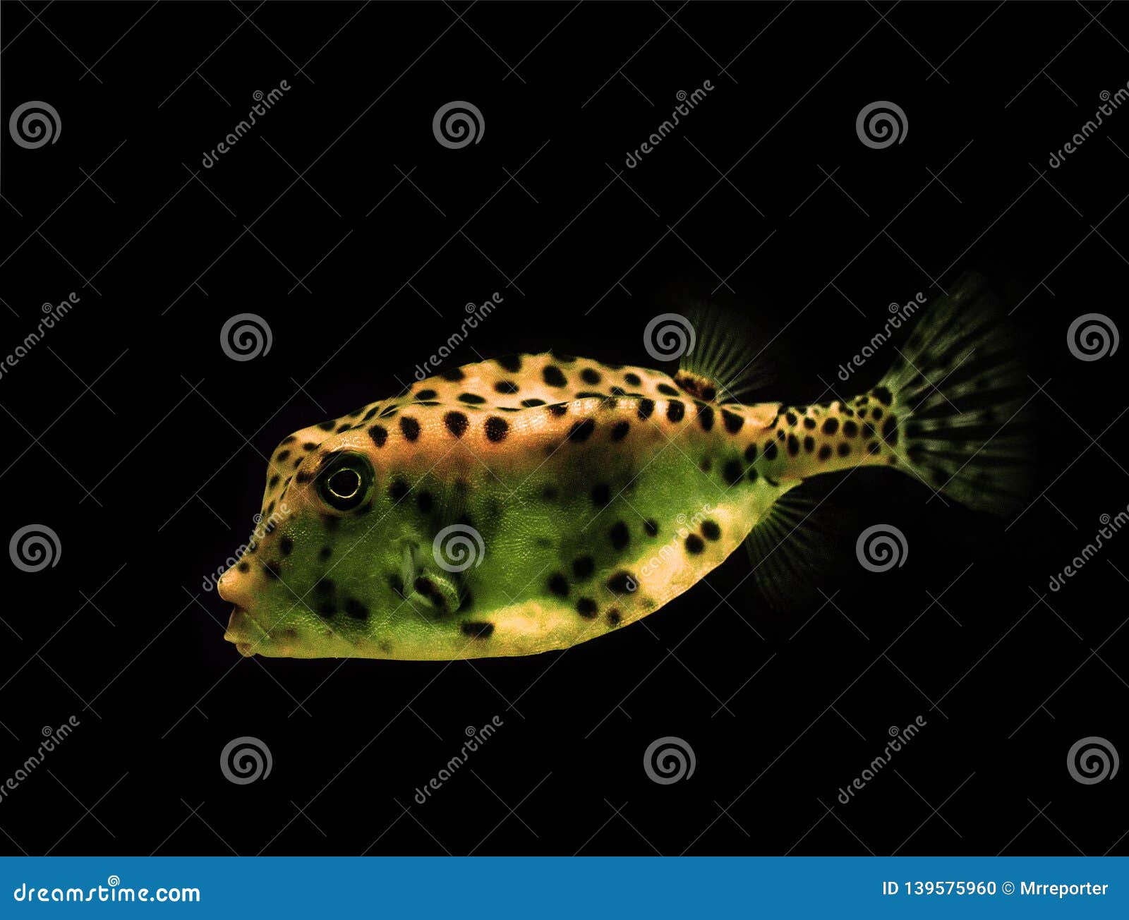 Box-fish stock photo. Image of saltwater, fauna, wildlife - 139575960