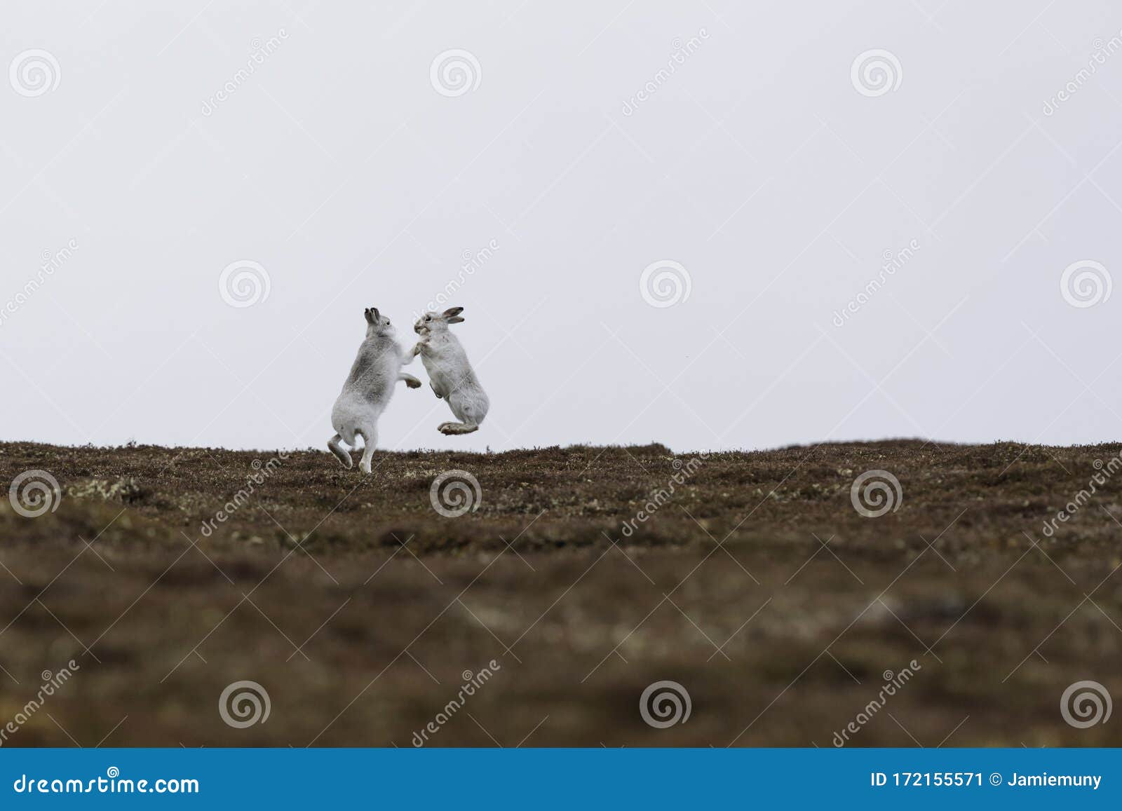 Boxing hares stock image. Image of fighting, park, dominance - 172155571