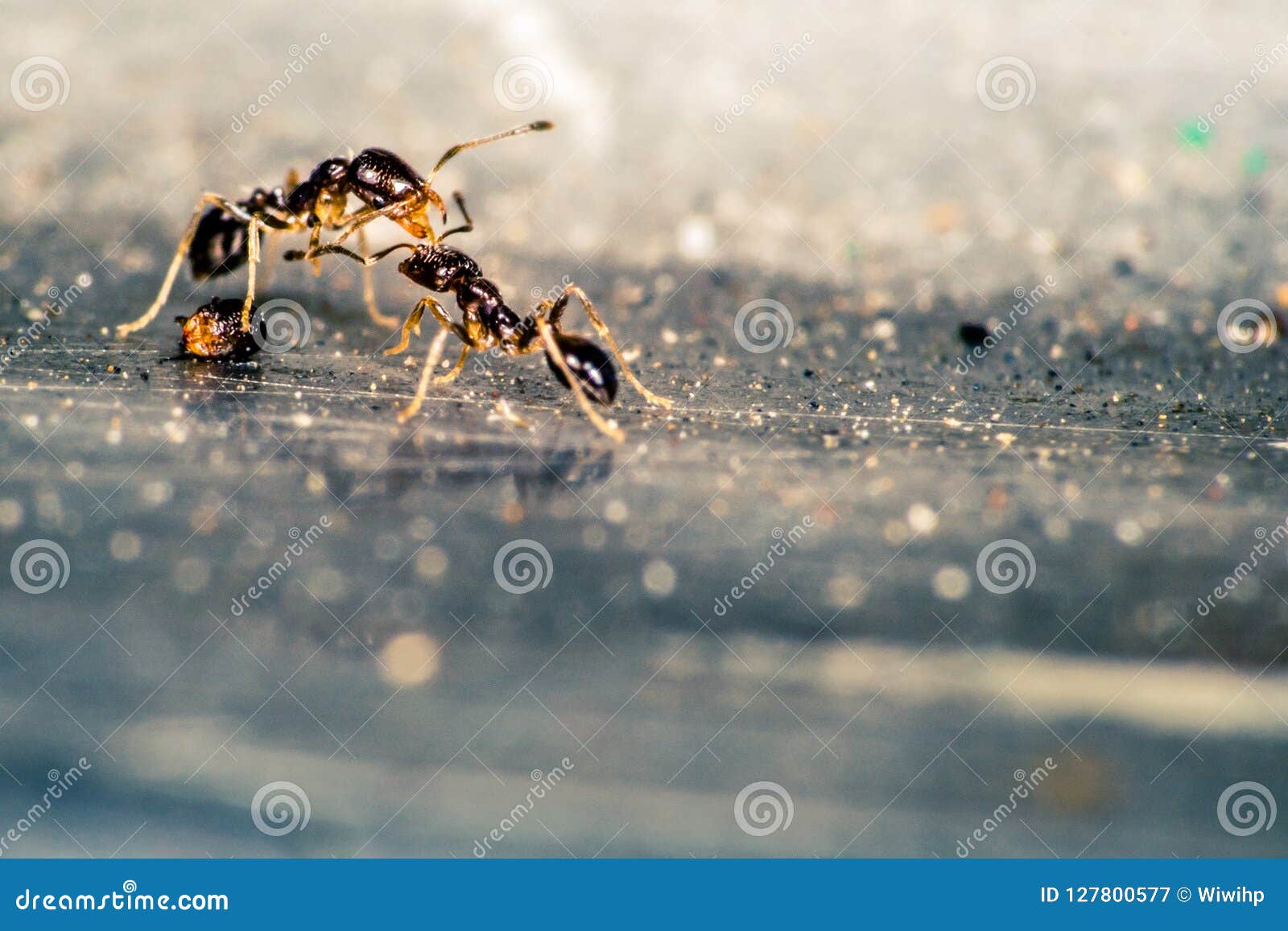 Boxing Ants in Macro, Taken with Extension Tube with 55-250mm Stock ...