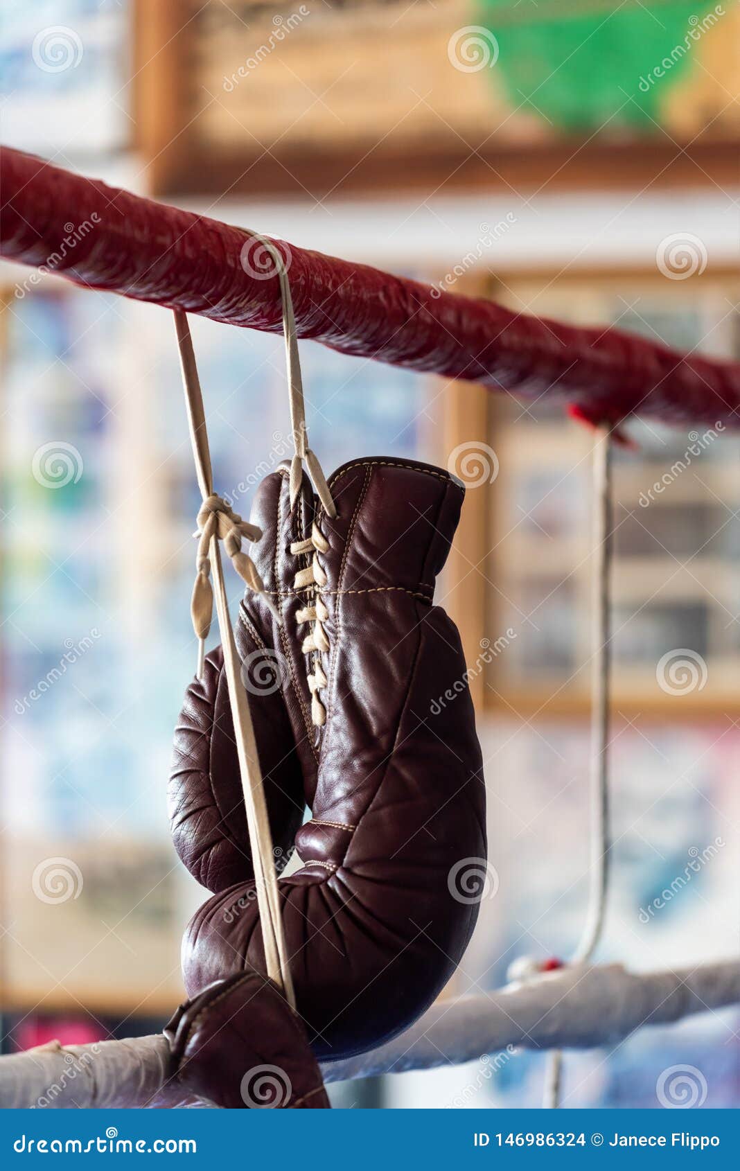 Boxing Gloves Hanging on the Ropes of a Boxing Ring Stock Photo - Image ...