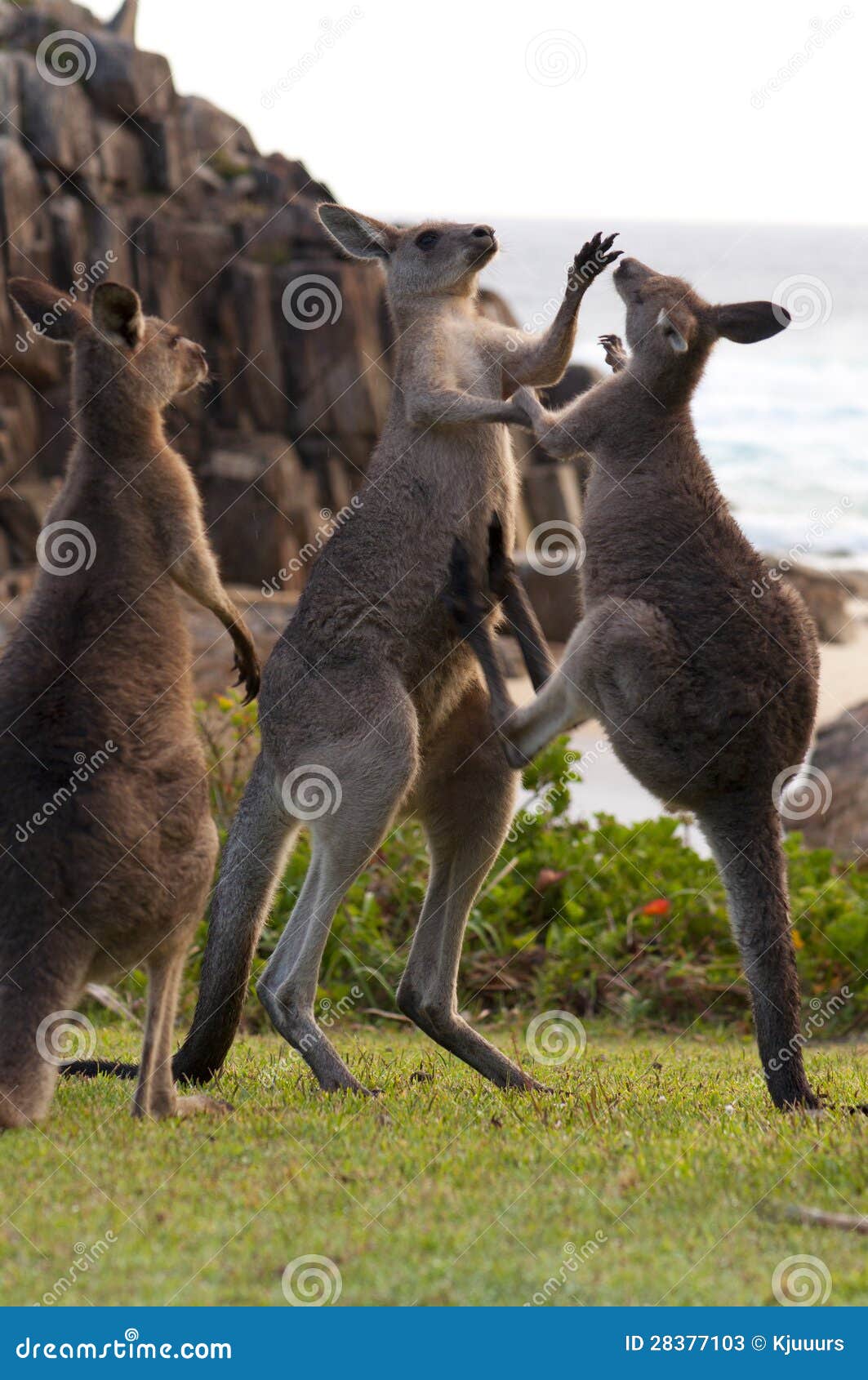 Boxing Kangaroos stock image. Image of eastern, animal - 28377103