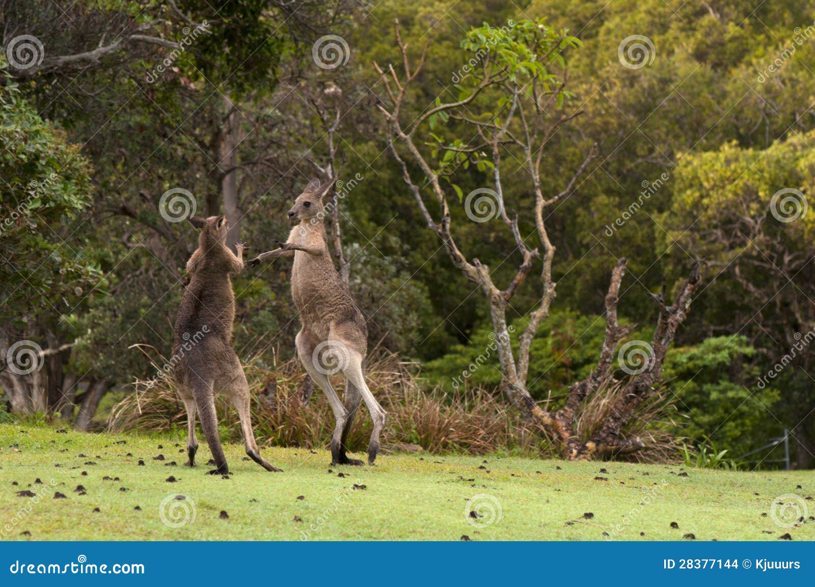 Boxing Kangaroos stock photo. Image of play, aggressive - 28377144