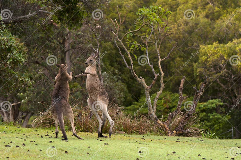 Boxing Kangaroos stock photo. Image of play, aggressive - 28377144