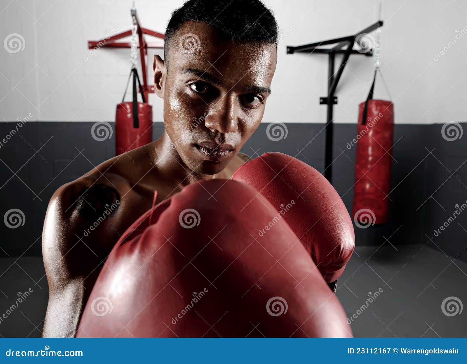 Boxing portrait stock image. Image of fitness, muscular - 23112167