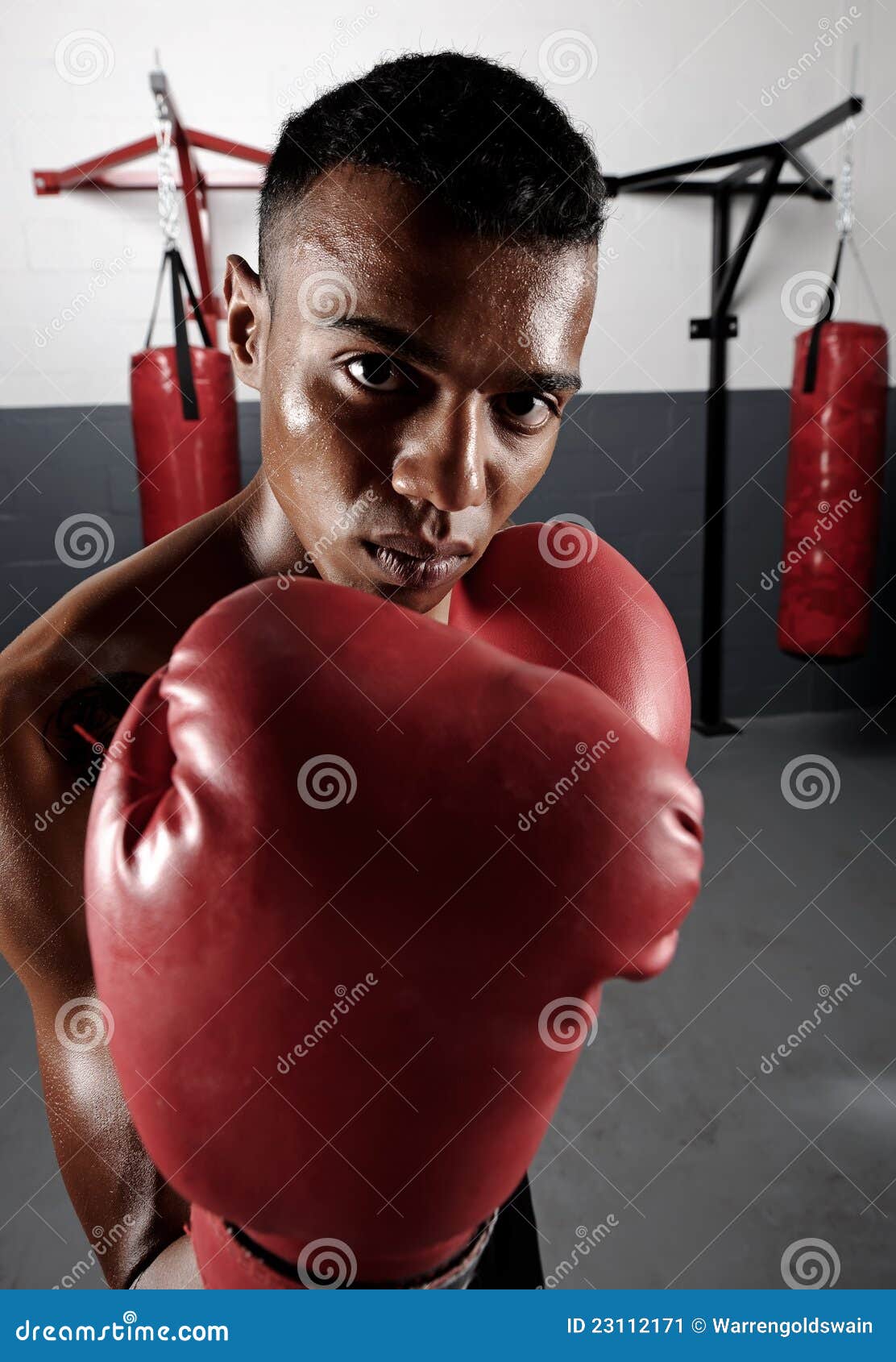 Boxing portrait stock image. Image of muscular, boxer - 23112171