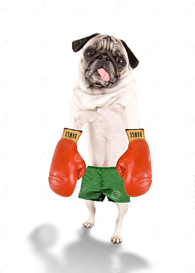 Boxing pug stock image. Image of comedy, funny, animal - 12145599