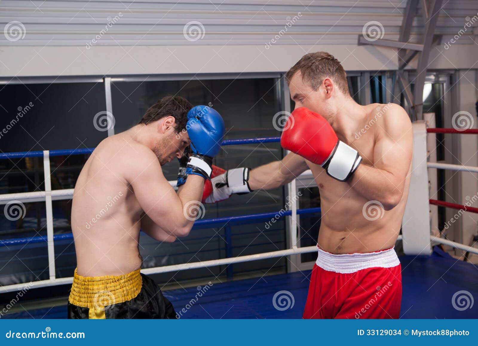 Boxing on ring. stock photo. Image of professional, looking - 33129034