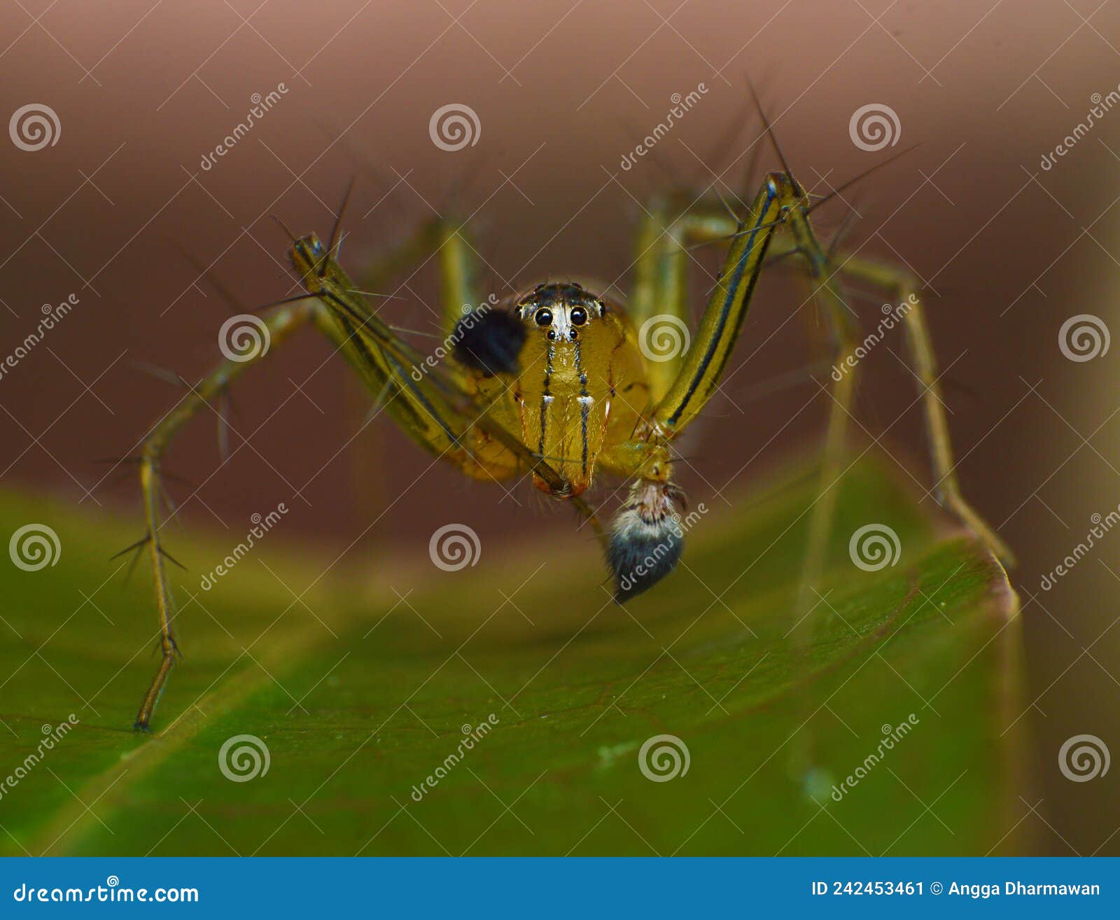 A Boxing Spider stock image. Image of green, nature - 242453461