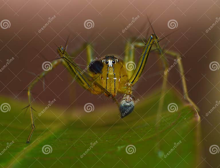 A Boxing Spider stock image. Image of green, nature - 242453461