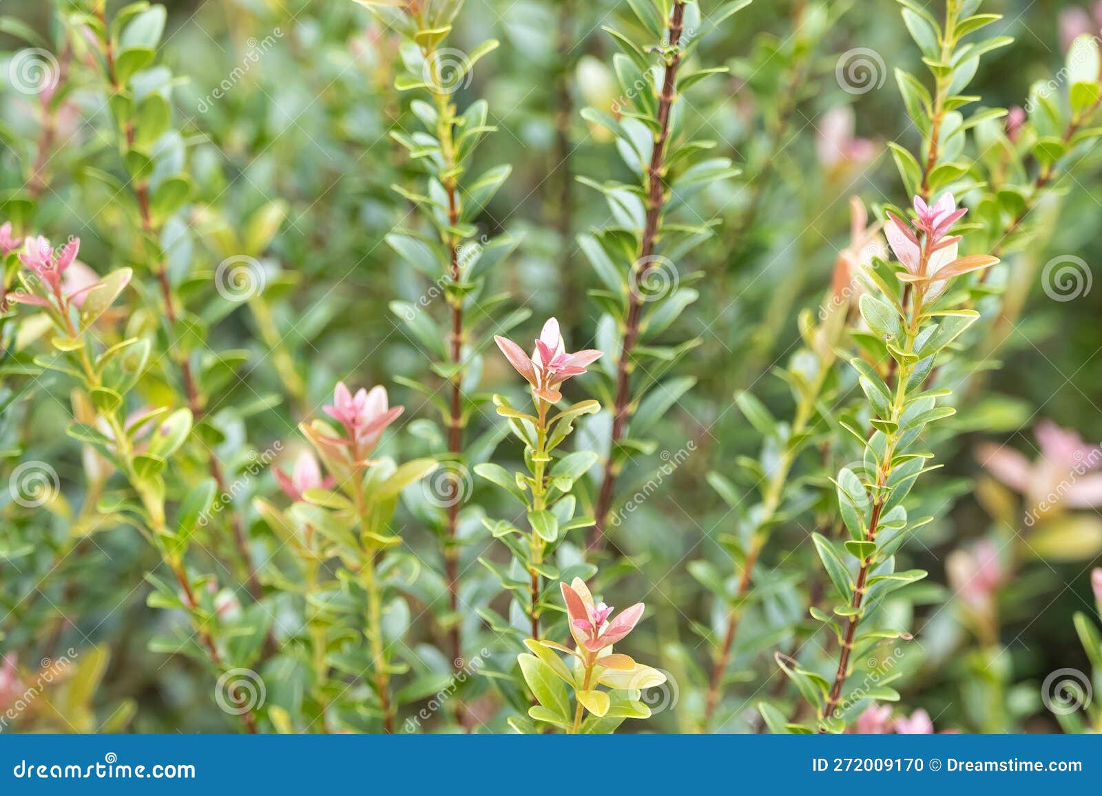 Boxleaf Eugenia, Syzygium Buxifolium Stock Photo - Image of closeup ...