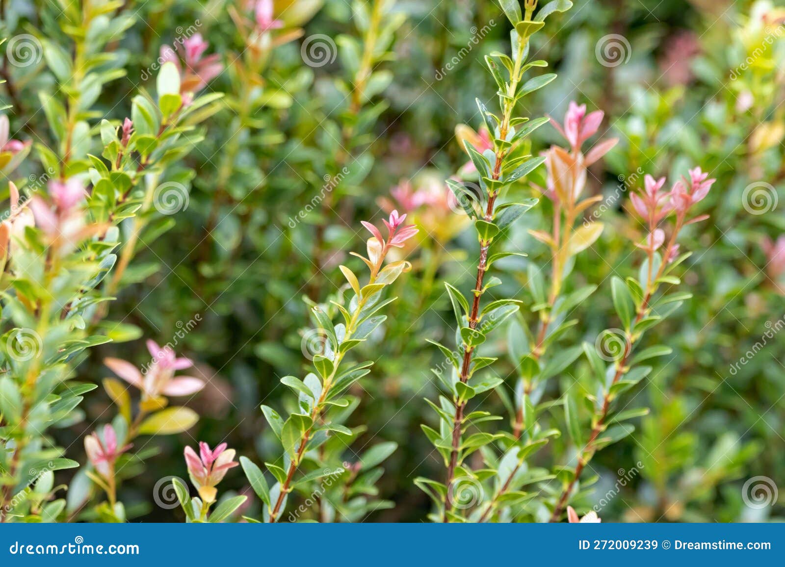 Boxleaf Eugenia, Syzygium Buxifolium Stock Image - Image of nature ...
