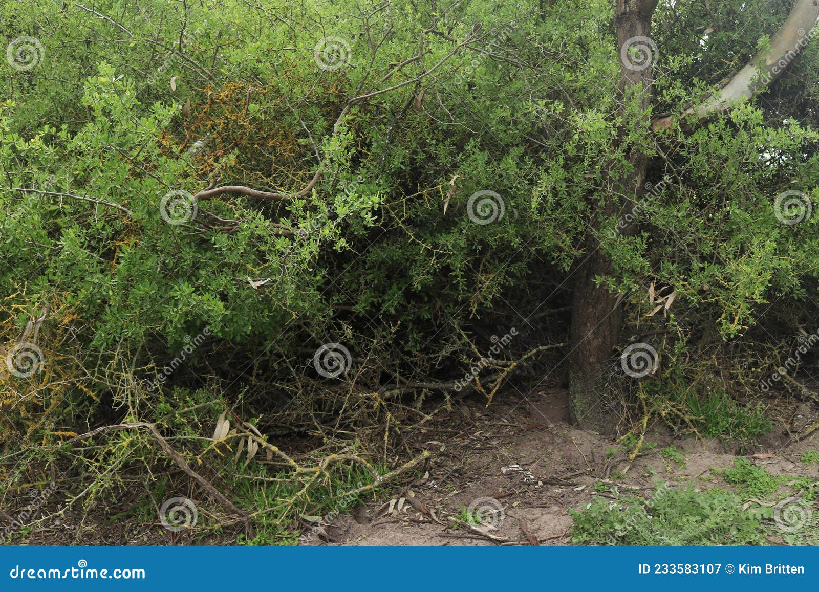 Boxthorn Lycium Thicket in Rural Australia Stock Image - Image of bush ...
