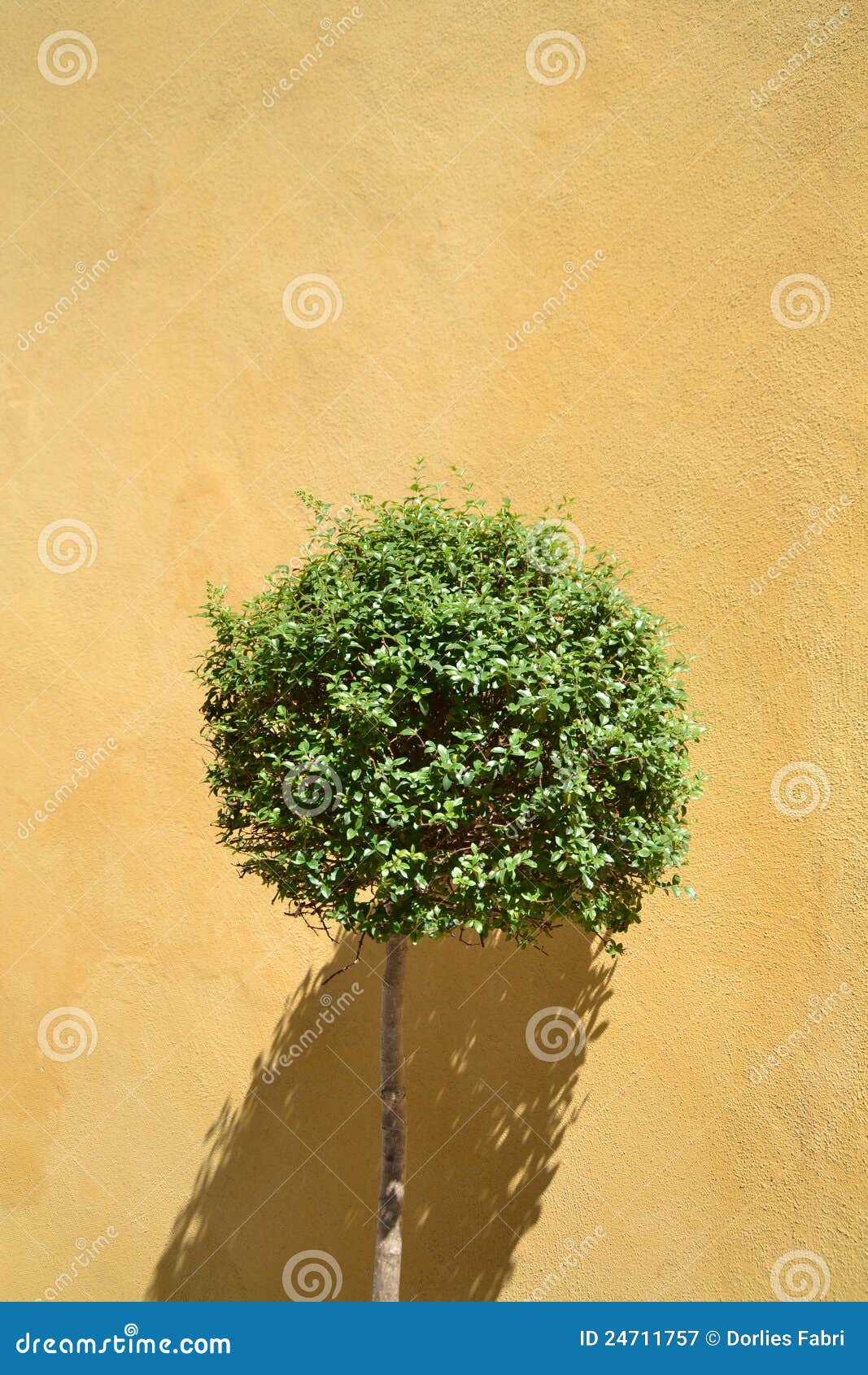 Boxtree stock image. Image of evergreen, mediterranean - 24711757