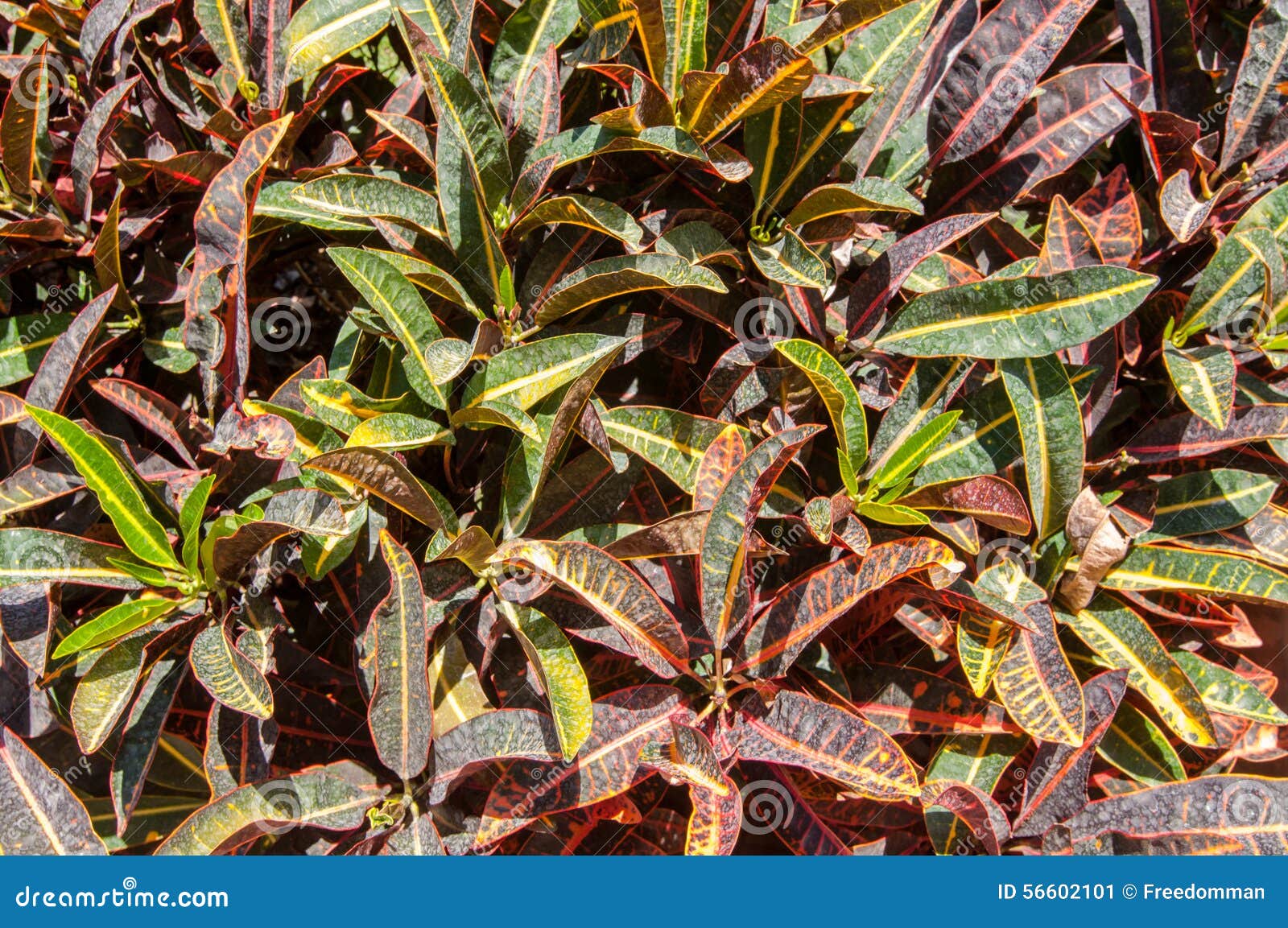 Boxtree stock image. Image of feature, space, nature - 56602101