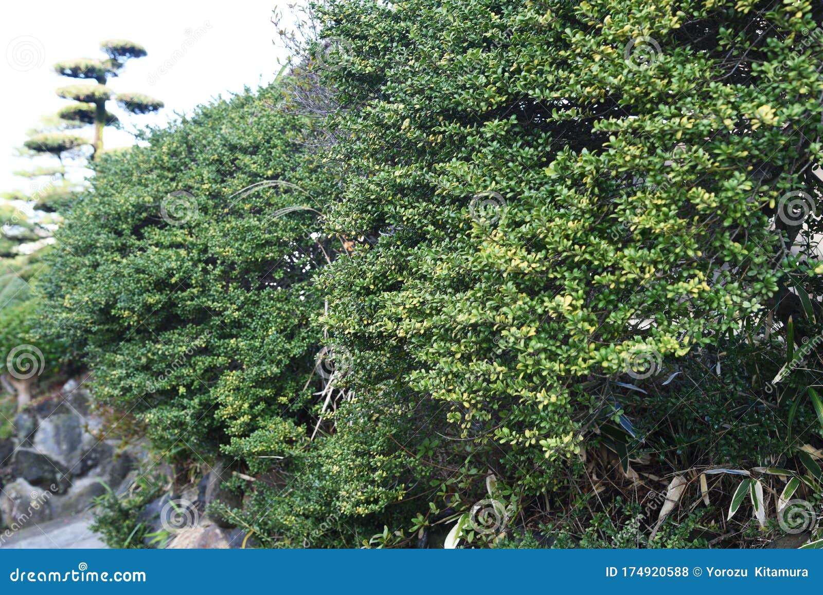 Boxus microphylla stock photo. Image of texture, boxwood - 174920588