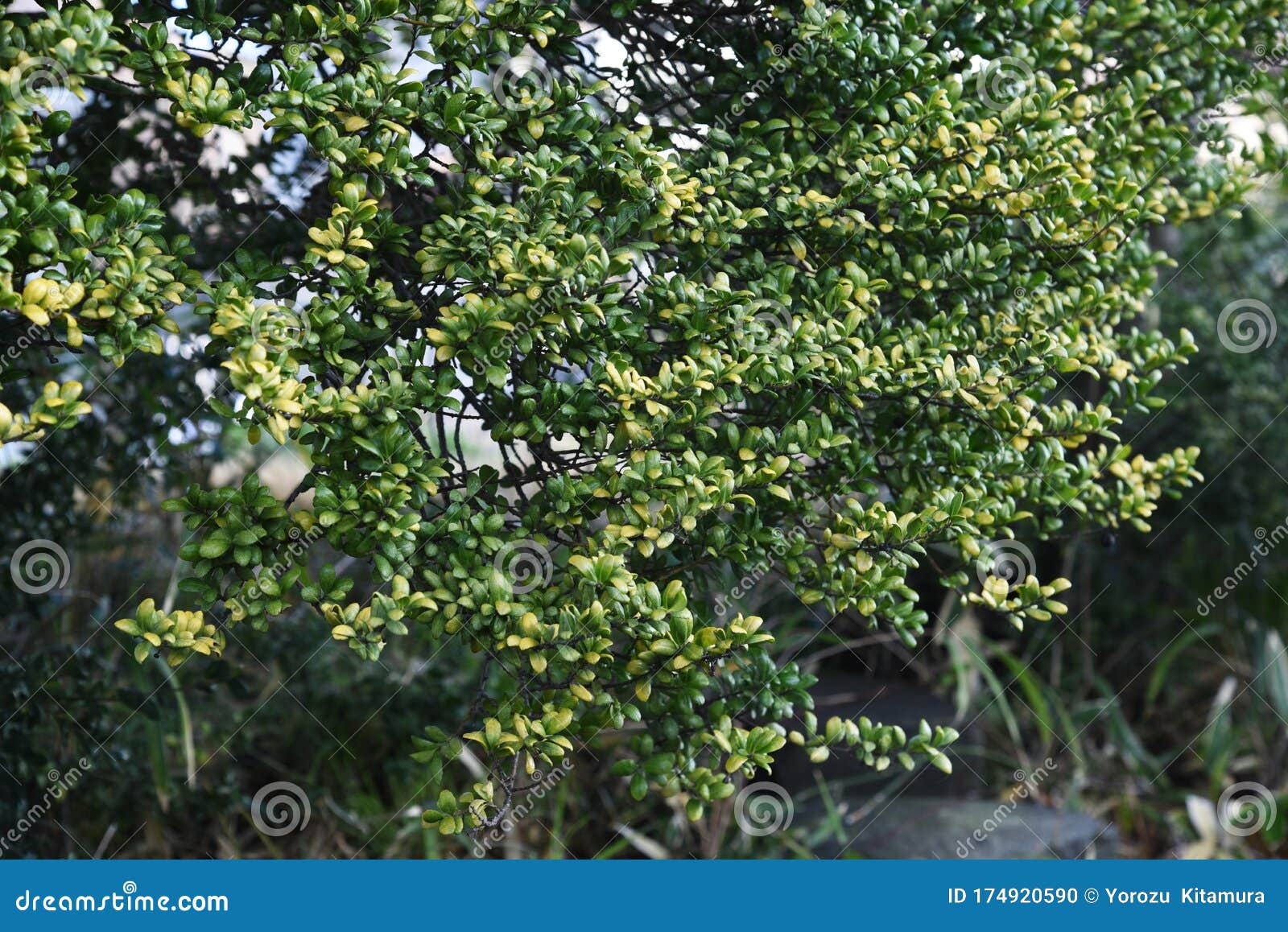 Boxus microphylla stock photo. Image of greenery, boxus - 174920590