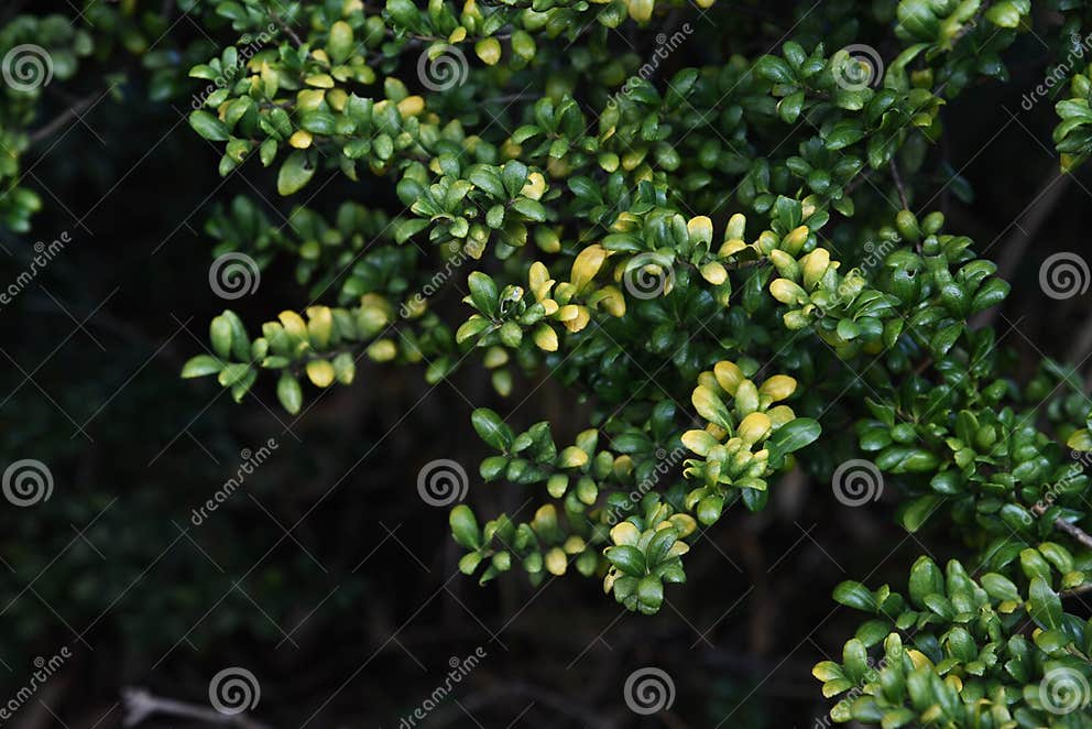 Boxus microphylla stock photo. Image of hedge, greenery - 174920704