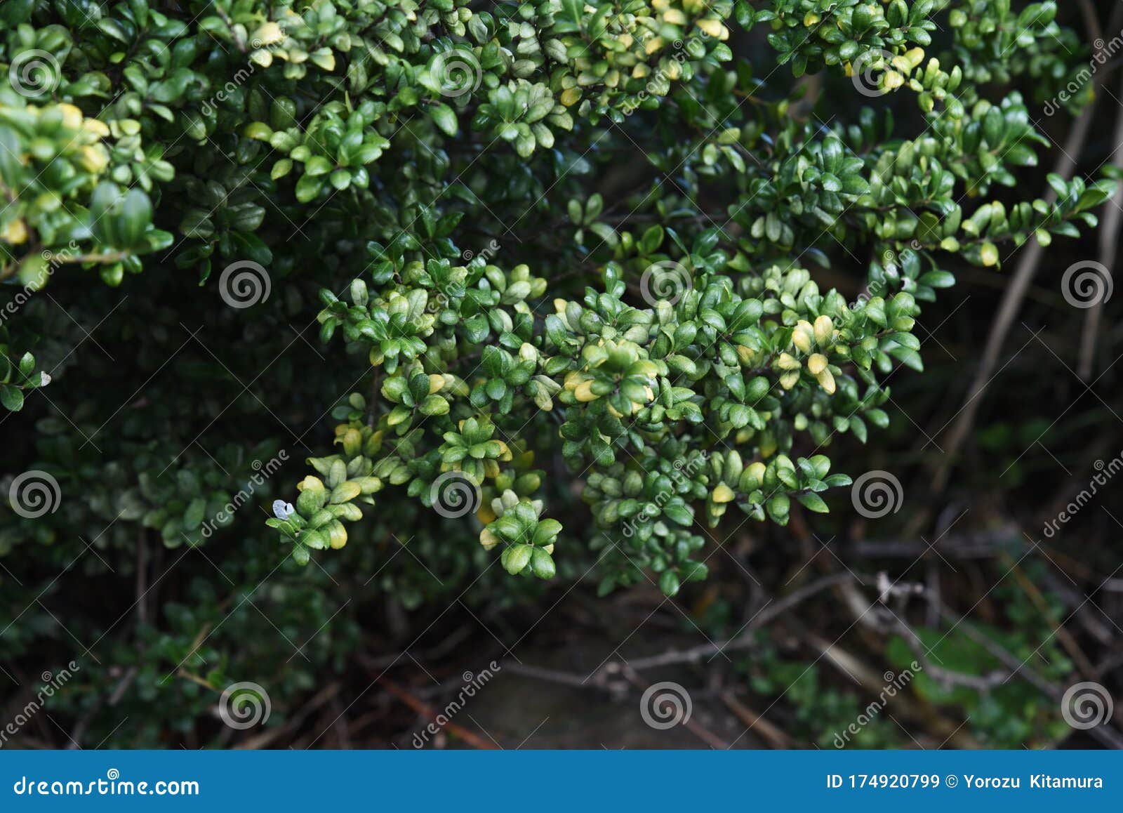 Boxus microphylla stock image. Image of gardening, nature - 174920799