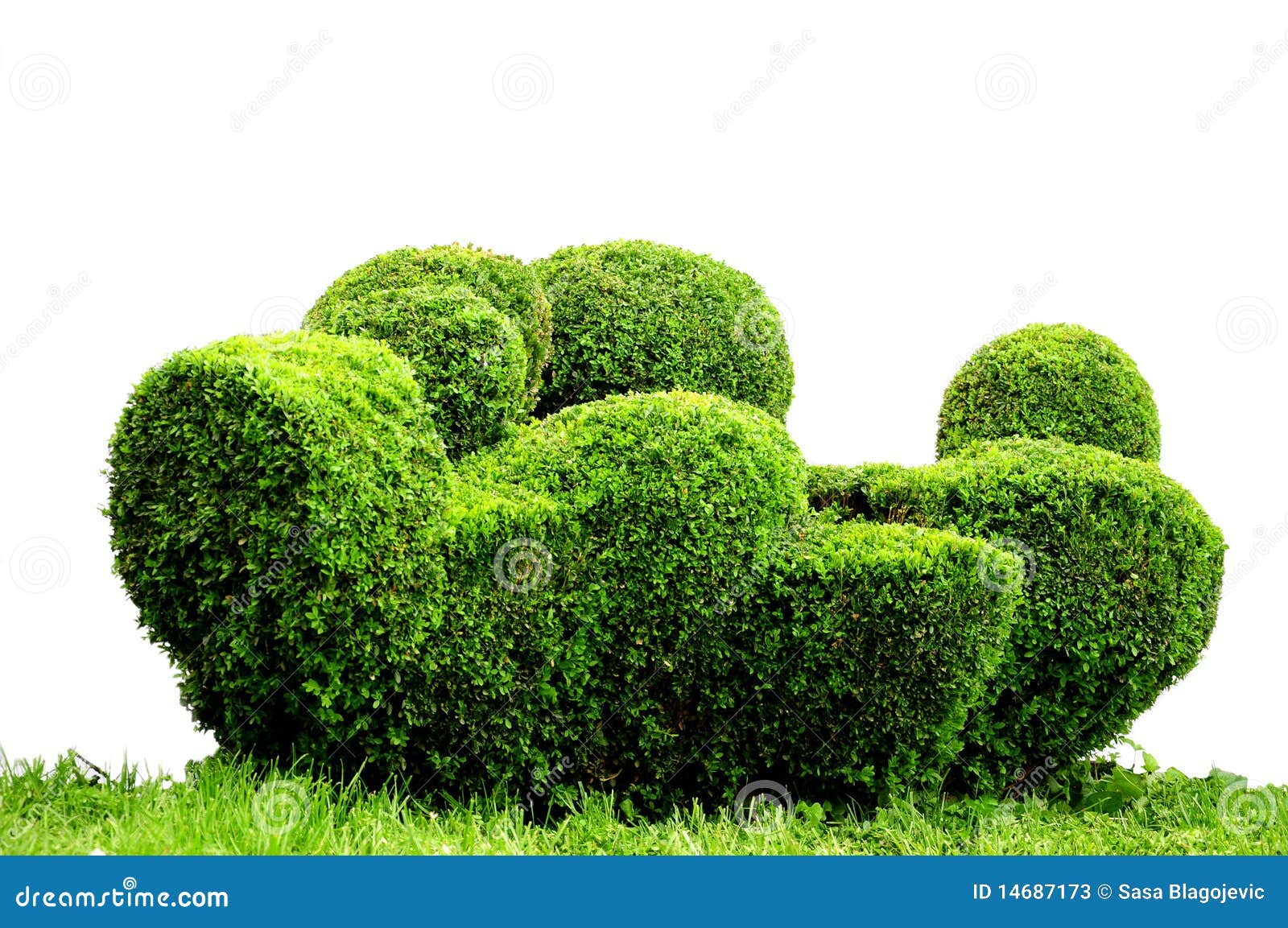 Boxwood stock image. Image of gardening, green, gardener - 14687173