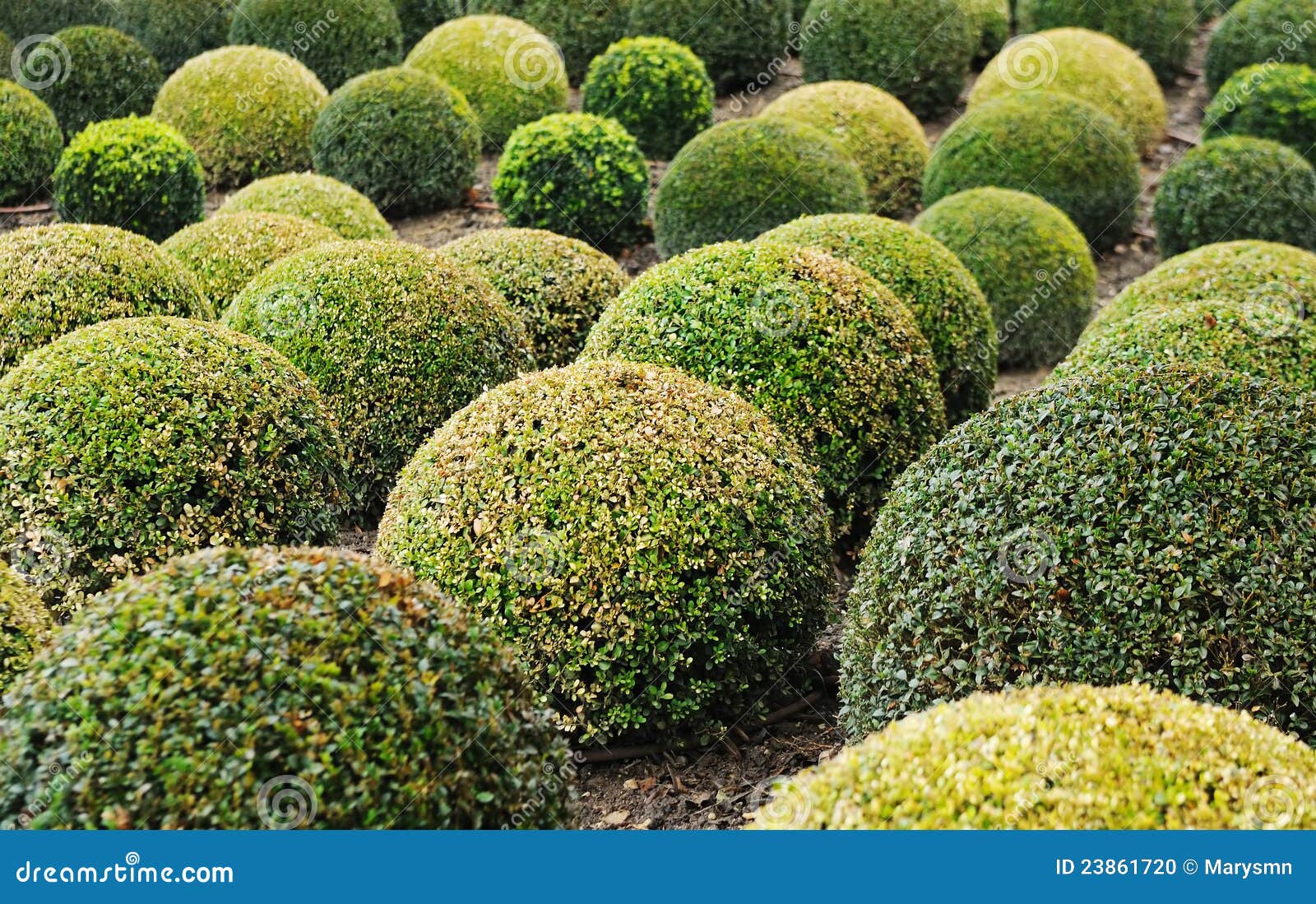 Boxwood stock photo. Image of growing, copy, cutout, decoration - 23861720