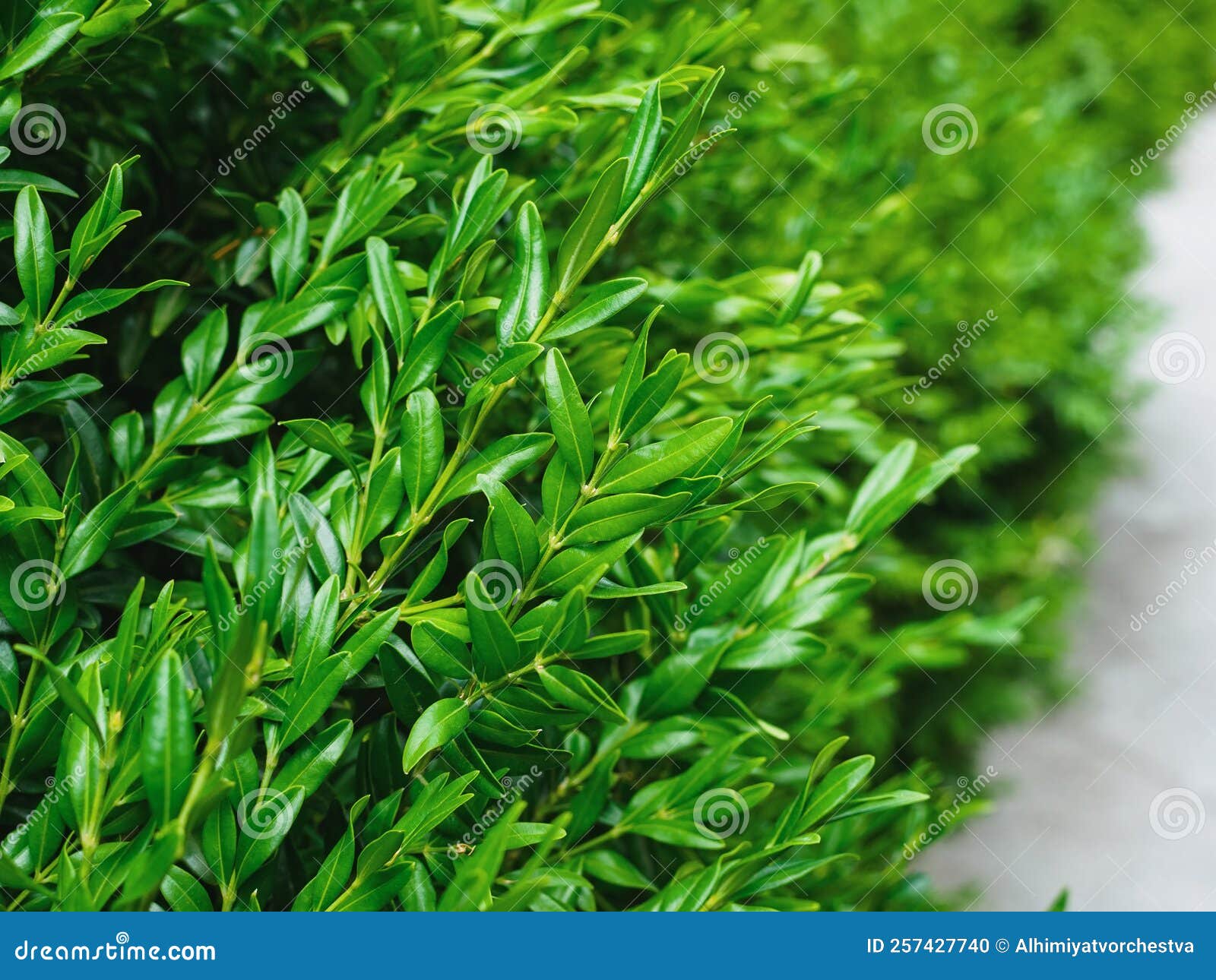 Boxwood Angustifolia Evergreen Close Up Stock Photo - Image of garden ...