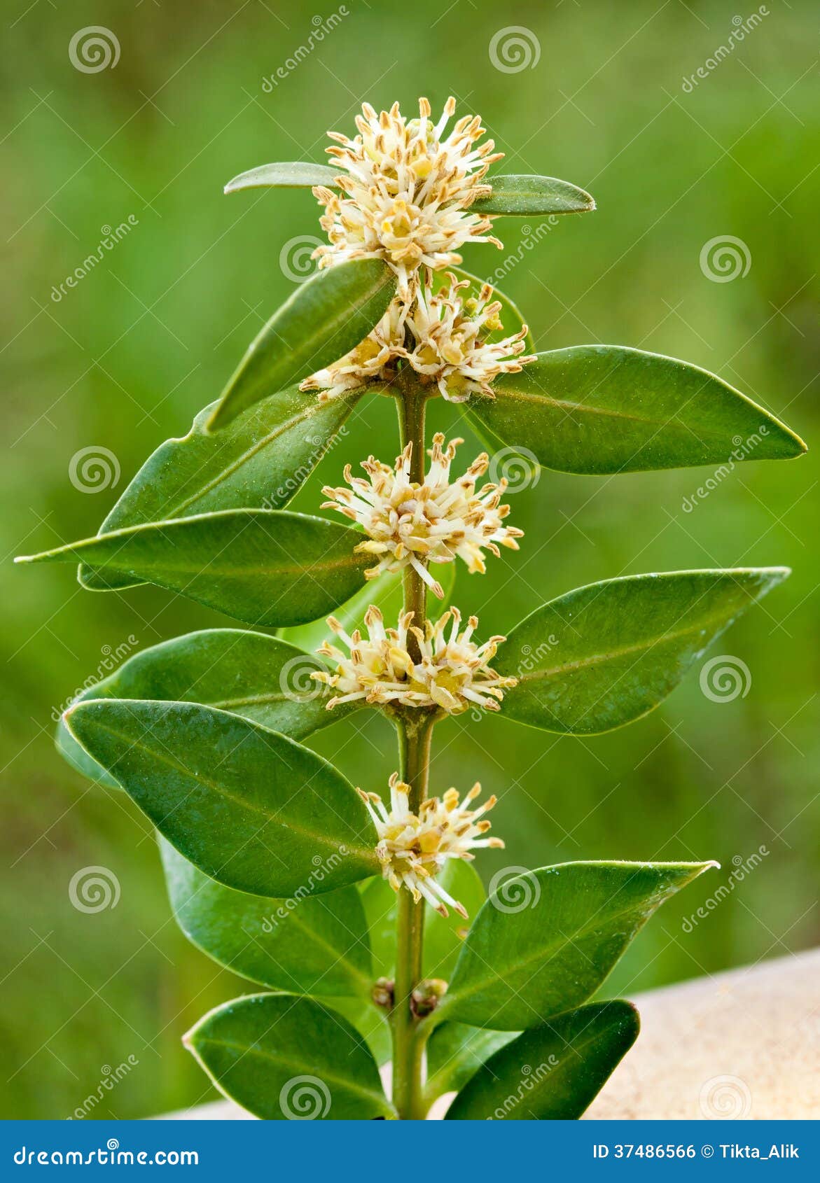 Boxwood blossom stock photo. Image of botany, sempervirens - 37486566