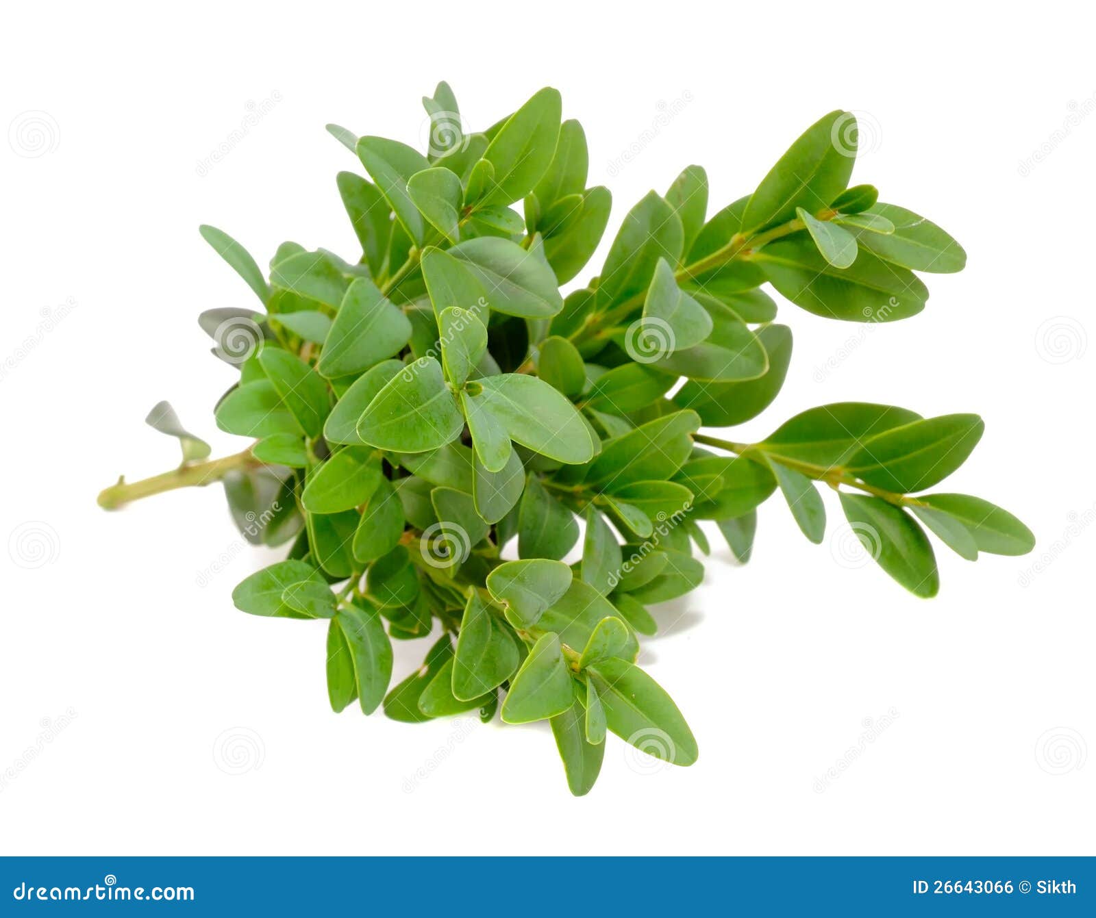 Boxwood (Box) Branches with Green Leaves Stock Photo - Image of ...