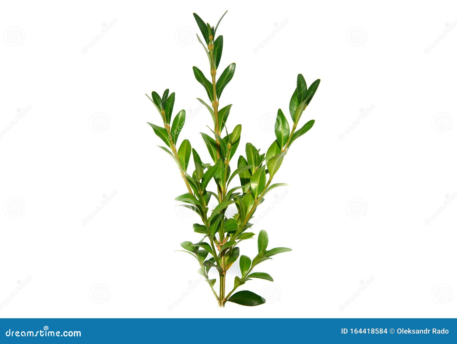 Boxwood Branch Isolated on White Background Stock Photo - Image of ...