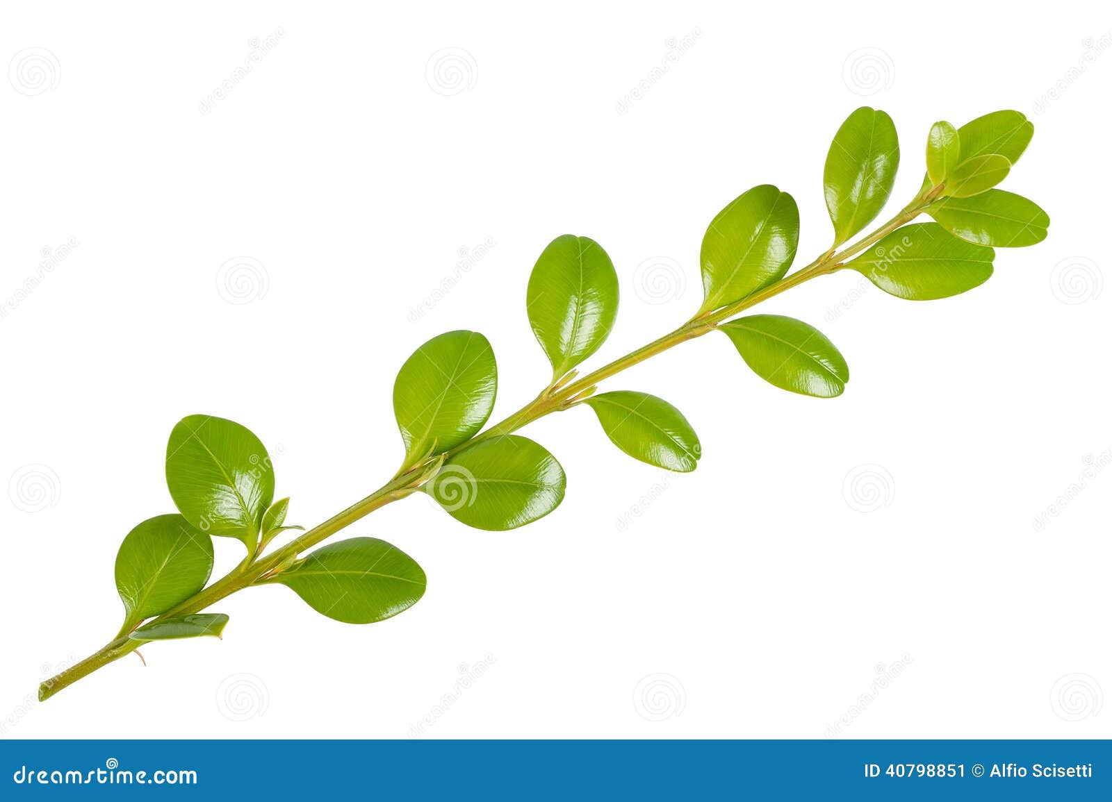 Boxwood branch stock image. Image of common, buxus, fresh - 40798851