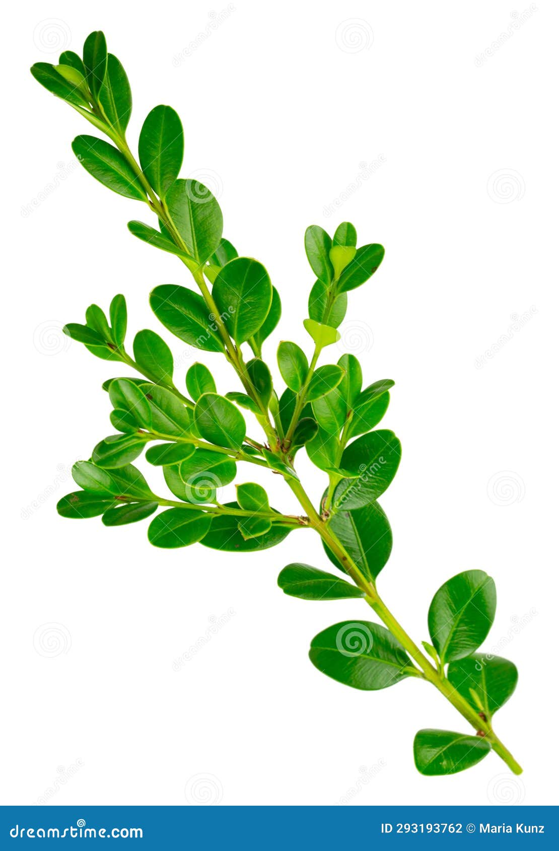 Boxwood Branch on a White Background Stock Photo - Image of season ...