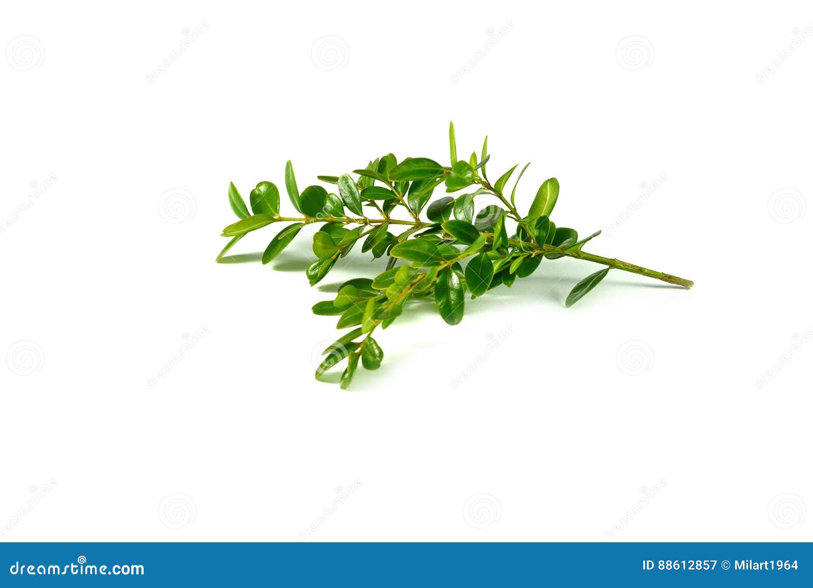 Boxwood branch. stock image. Image of decorating, lush - 88612857