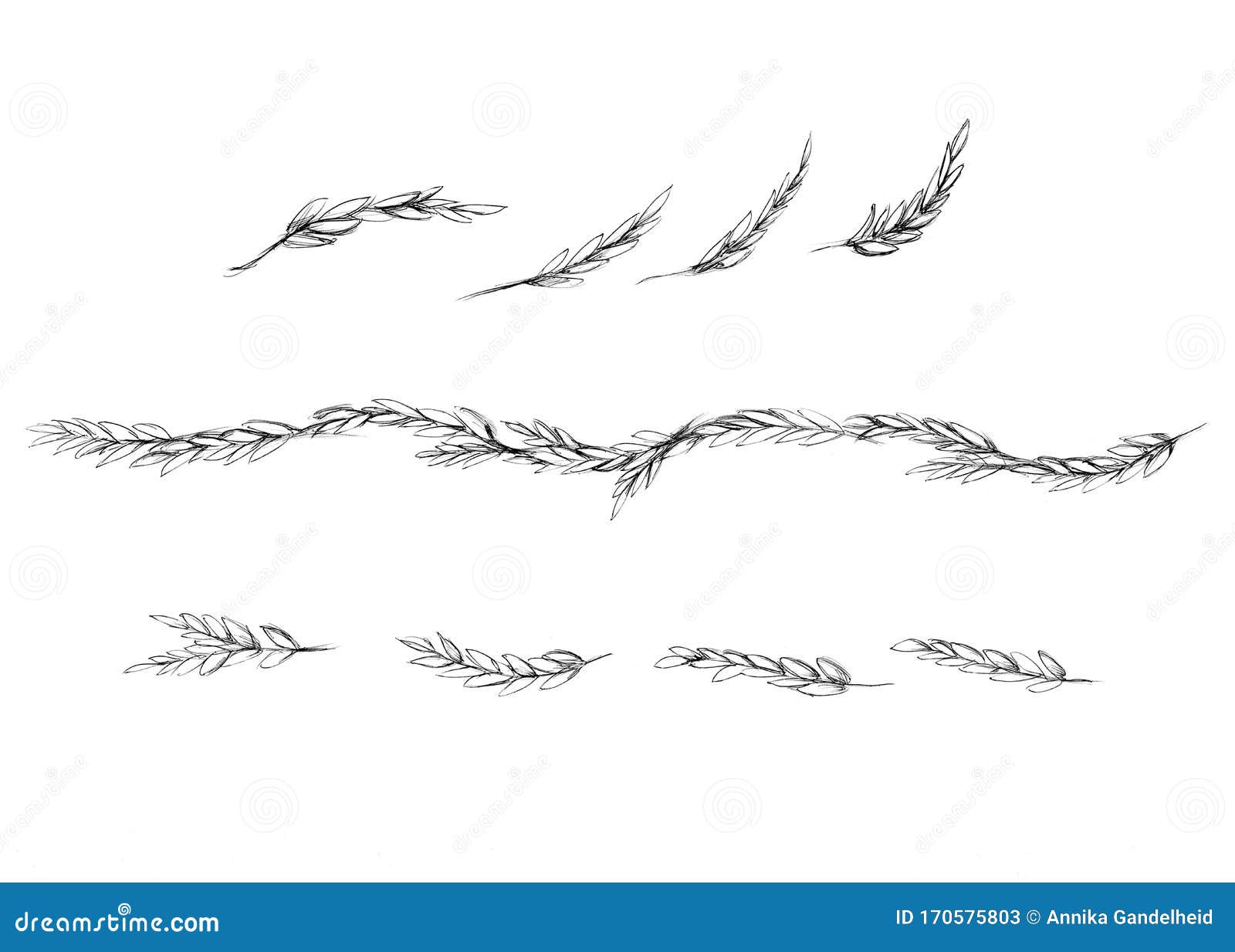 Boxwood branches stock illustration. Illustration of drawn - 170575803