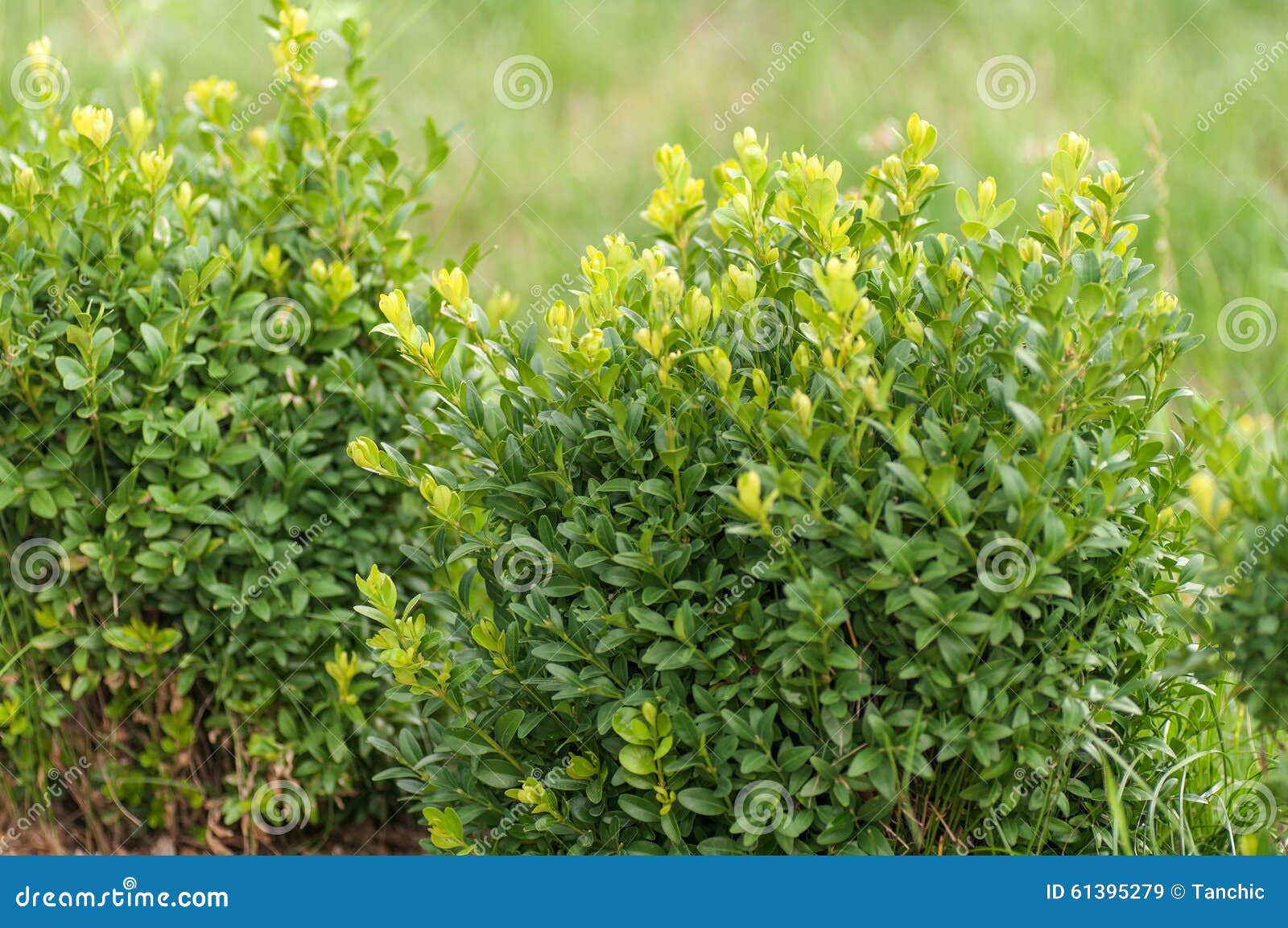 Boxwood Bush stock image. Image of nature, bush, boxwood - 61395279