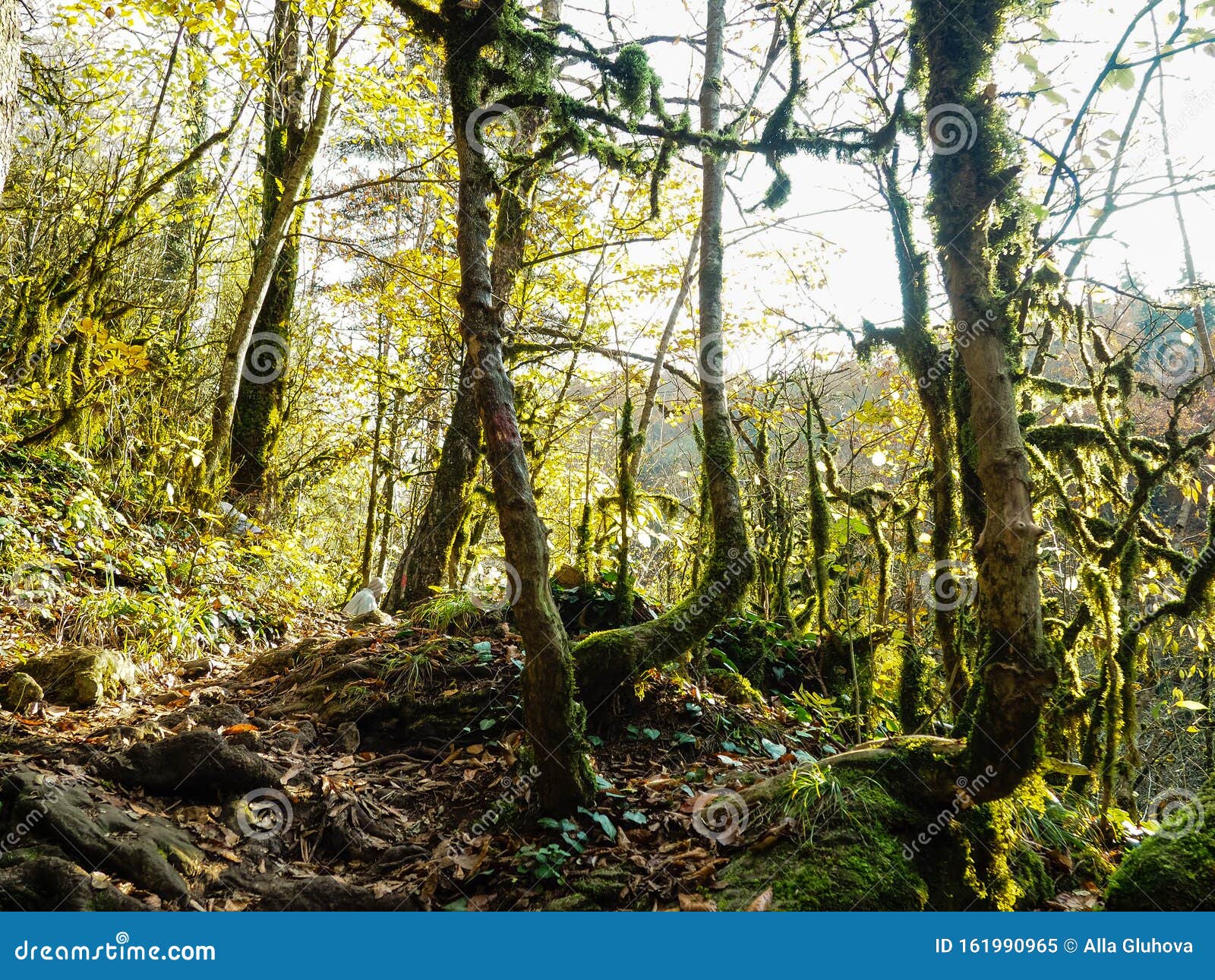 Boxwood Forest in the Mountains. Unusual Wood in the Mountain Forest ...