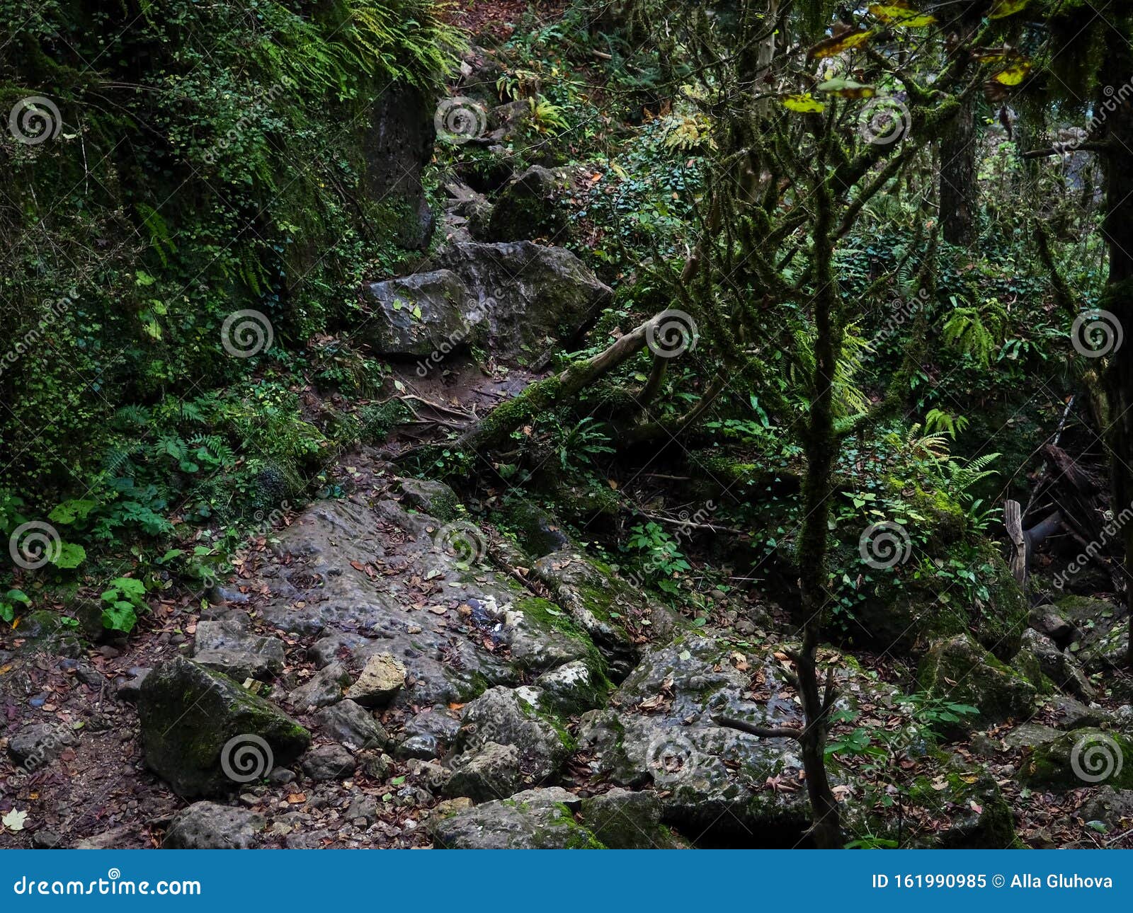 Boxwood Forest in the Mountains. Unusual Wood in the Mountain Forest ...