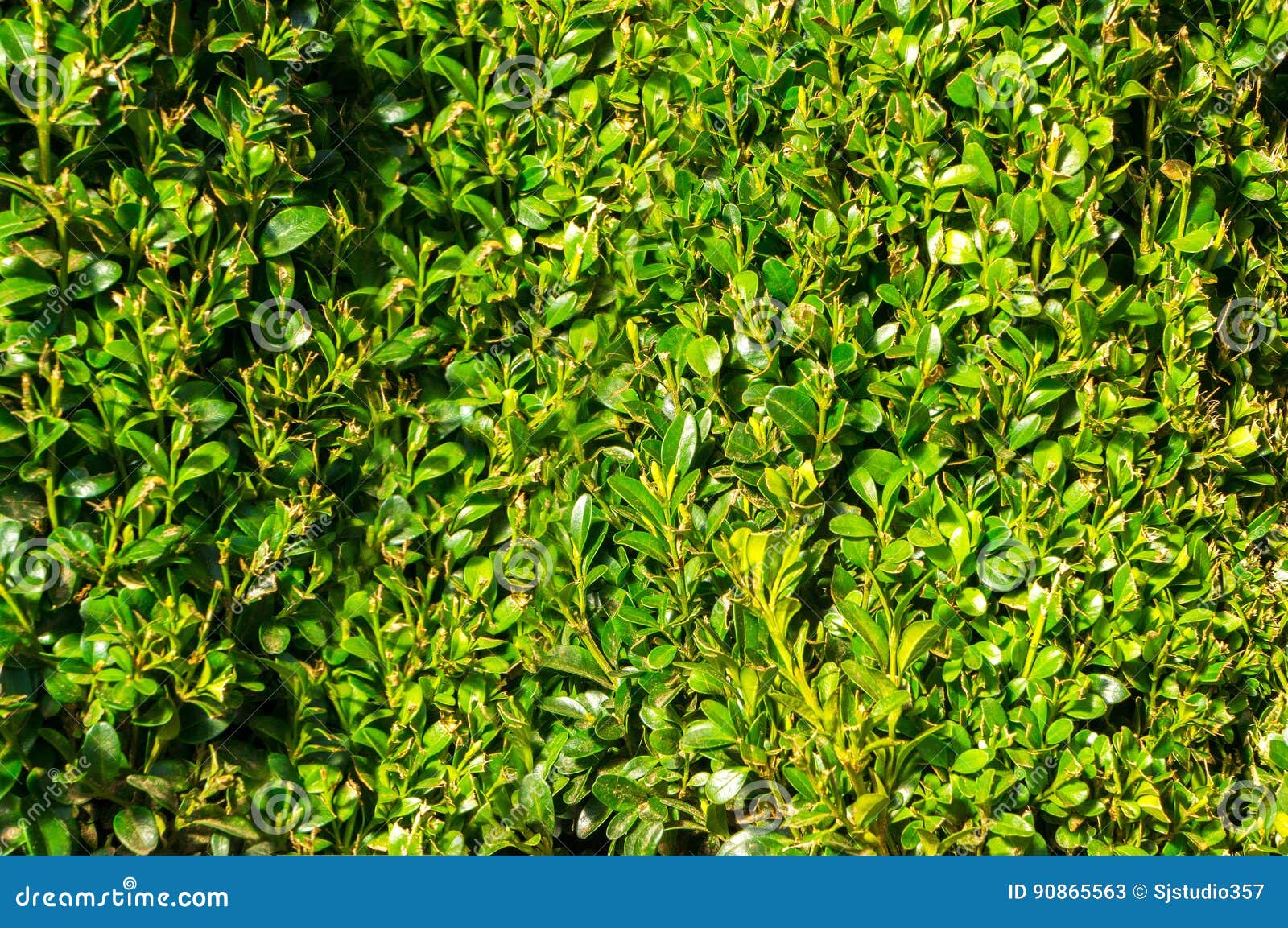 Boxwoods Background Stock Photos - Free & Royalty-Free Stock Photos ...
