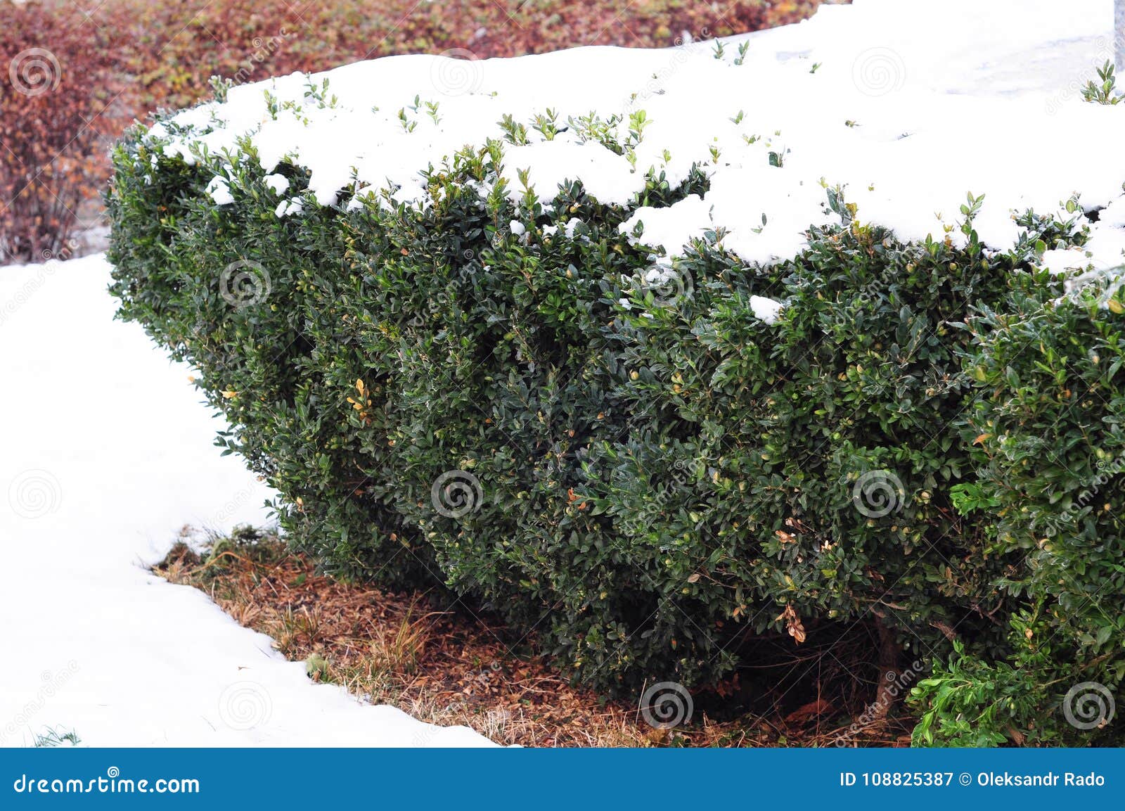 Boxwood Hedge Covered in Snow. Stock Image - Image of landscape ...