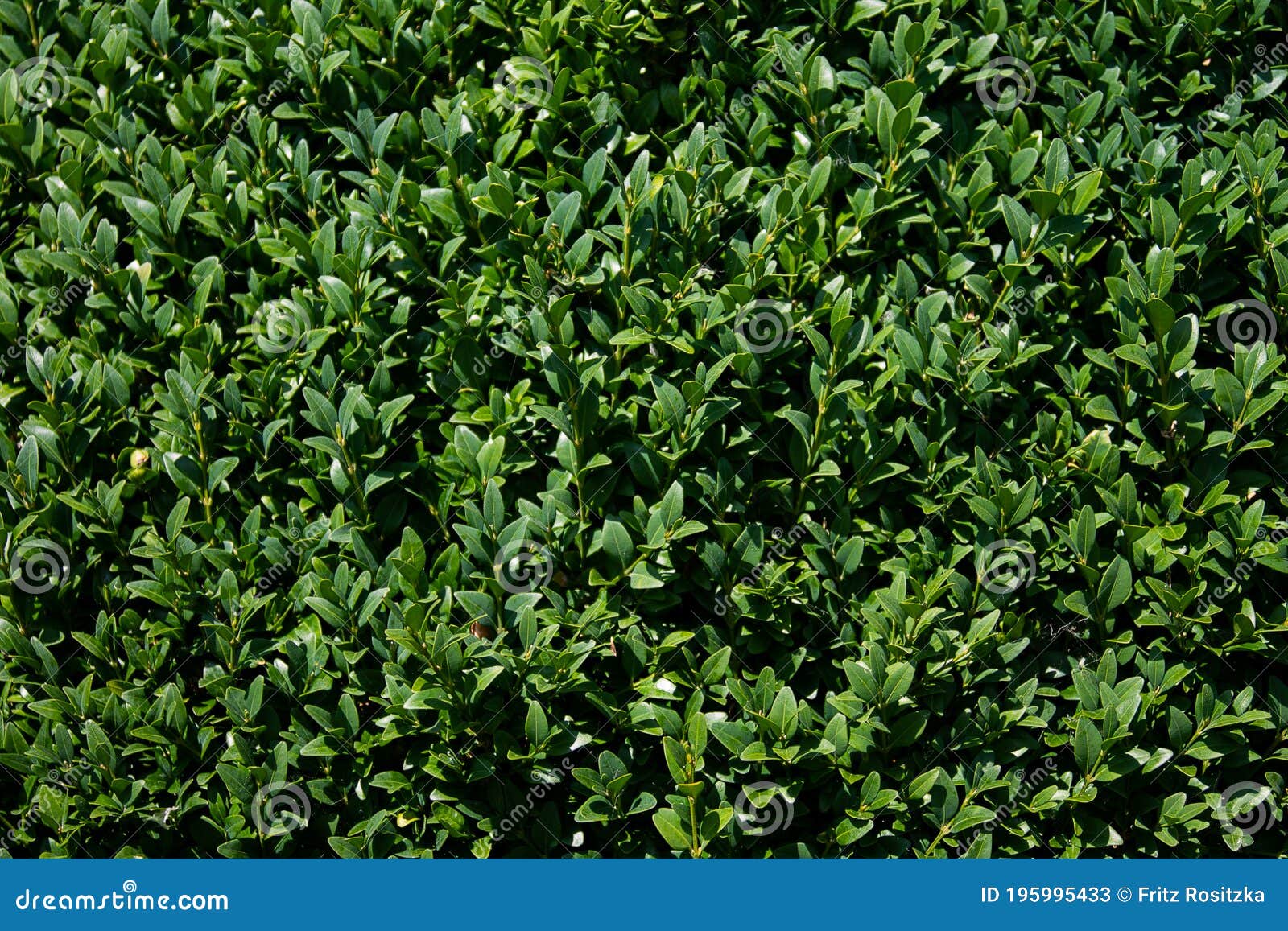Boxwood hedge texture stock image. Image of decoration - 195995433