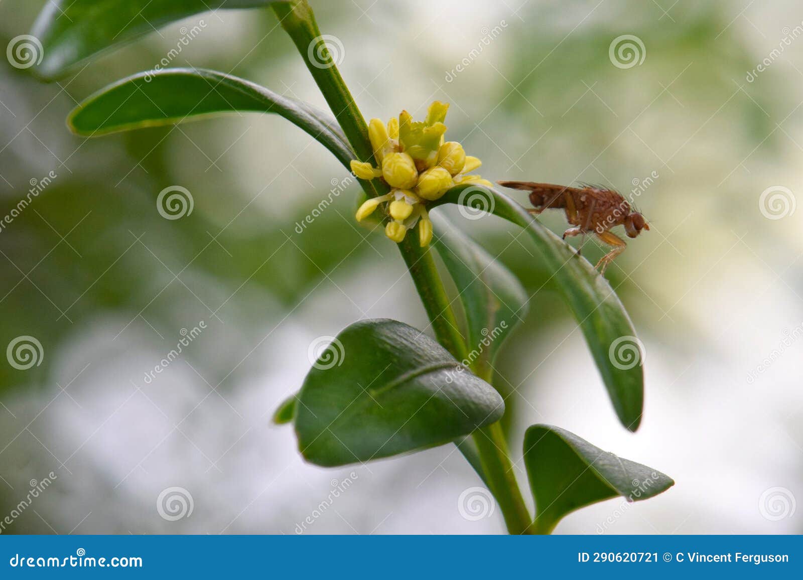 Suillia Fly on Green Leaf 01 Stock Image - Image of suillia, flies ...