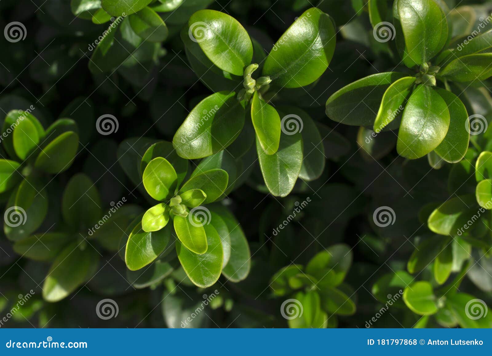 Boxwood Leaves Background, Top View Stock Photo - Image of garden ...