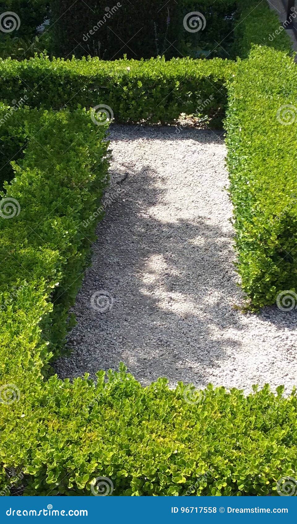 Boxwood Path in Garden stock photo. Image of architectural - 96717558