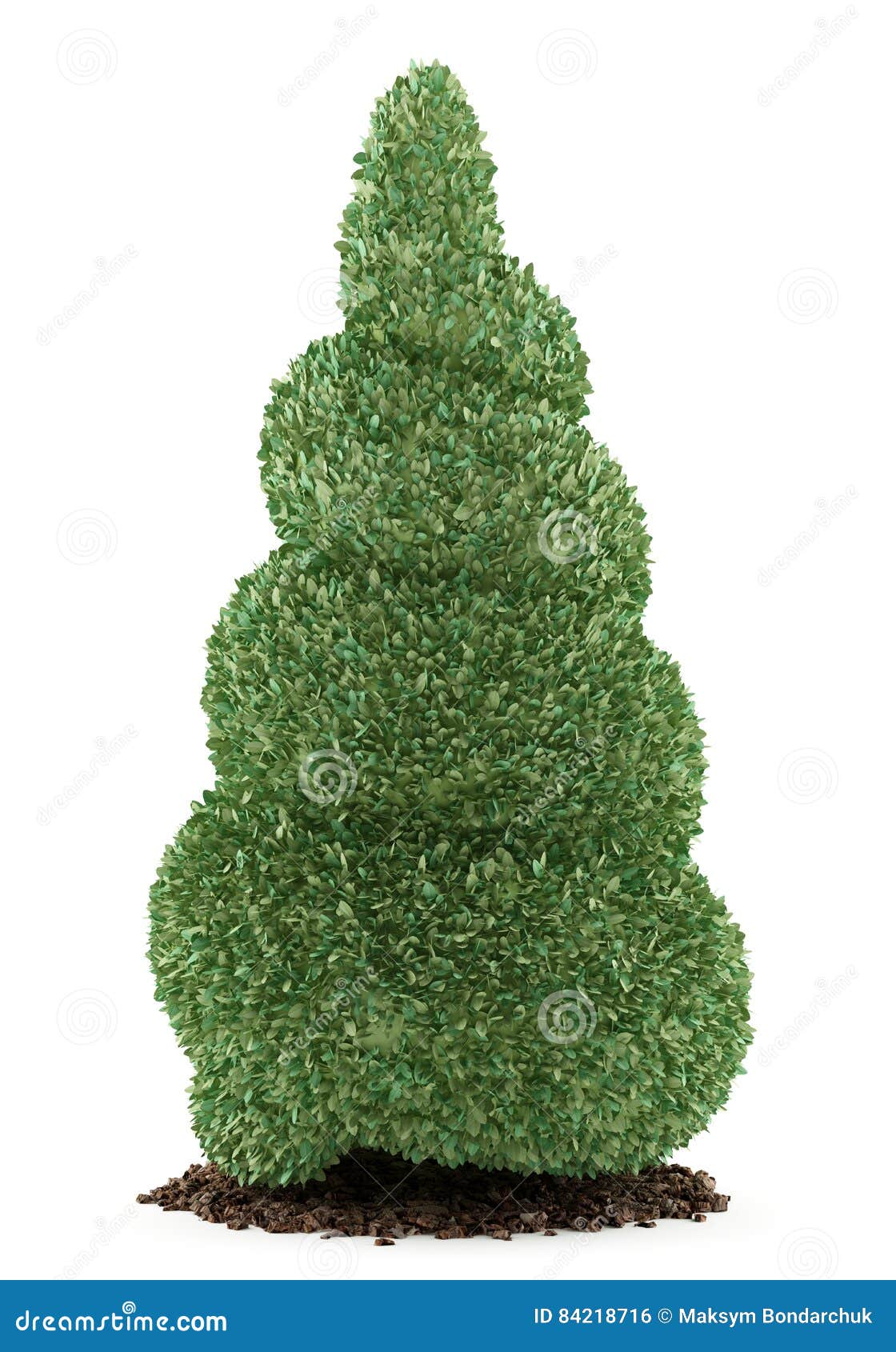 Box Or Boxwood Plant Isolated On White Background. Natural Drawing Of ...