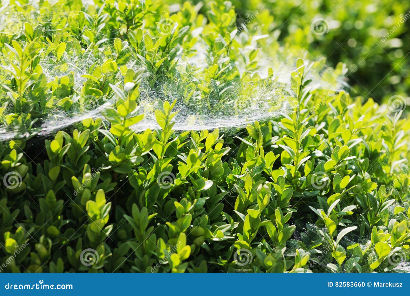Boxwood plant stock photo. Image of foliage, flora, detail - 82583660