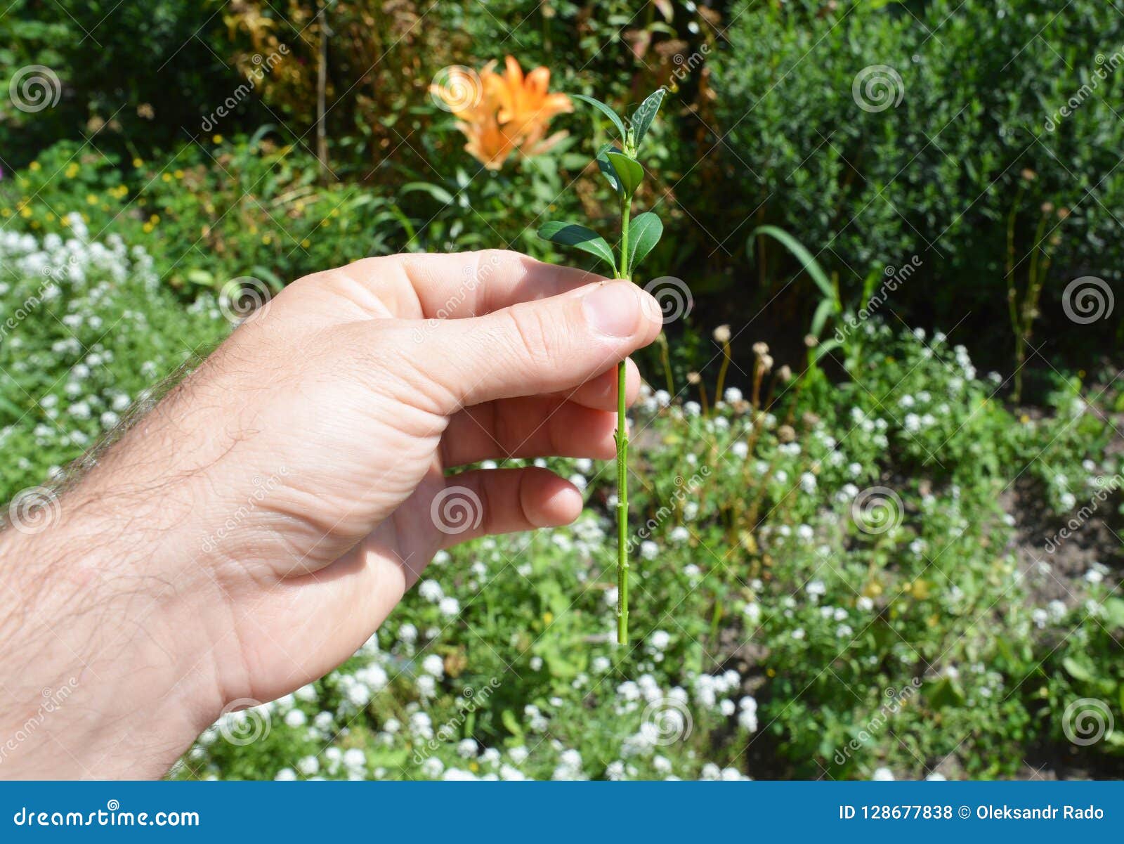 Boxwood Propagation with Stem Cuttings. Stock Photo - Image of hand ...